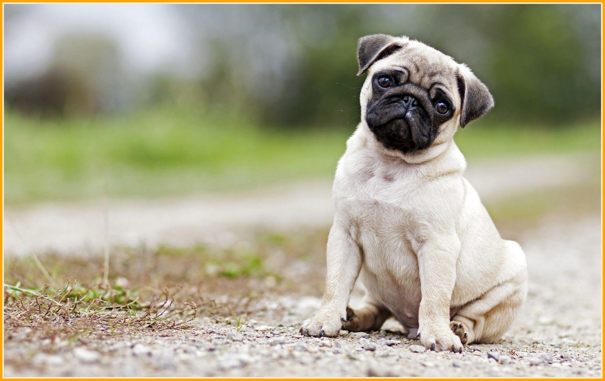 Cute Pug Wallpapers - Top Free Cute Pug Backgrounds - WallpaperAccess