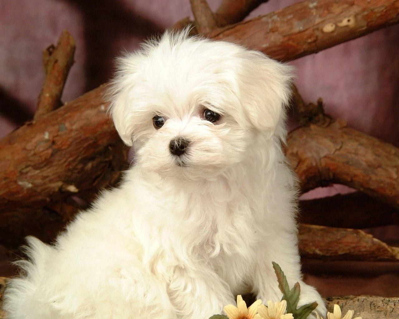 Cute White Dog Wallpapers - Top Free Cute White Dog Backgrounds ...
