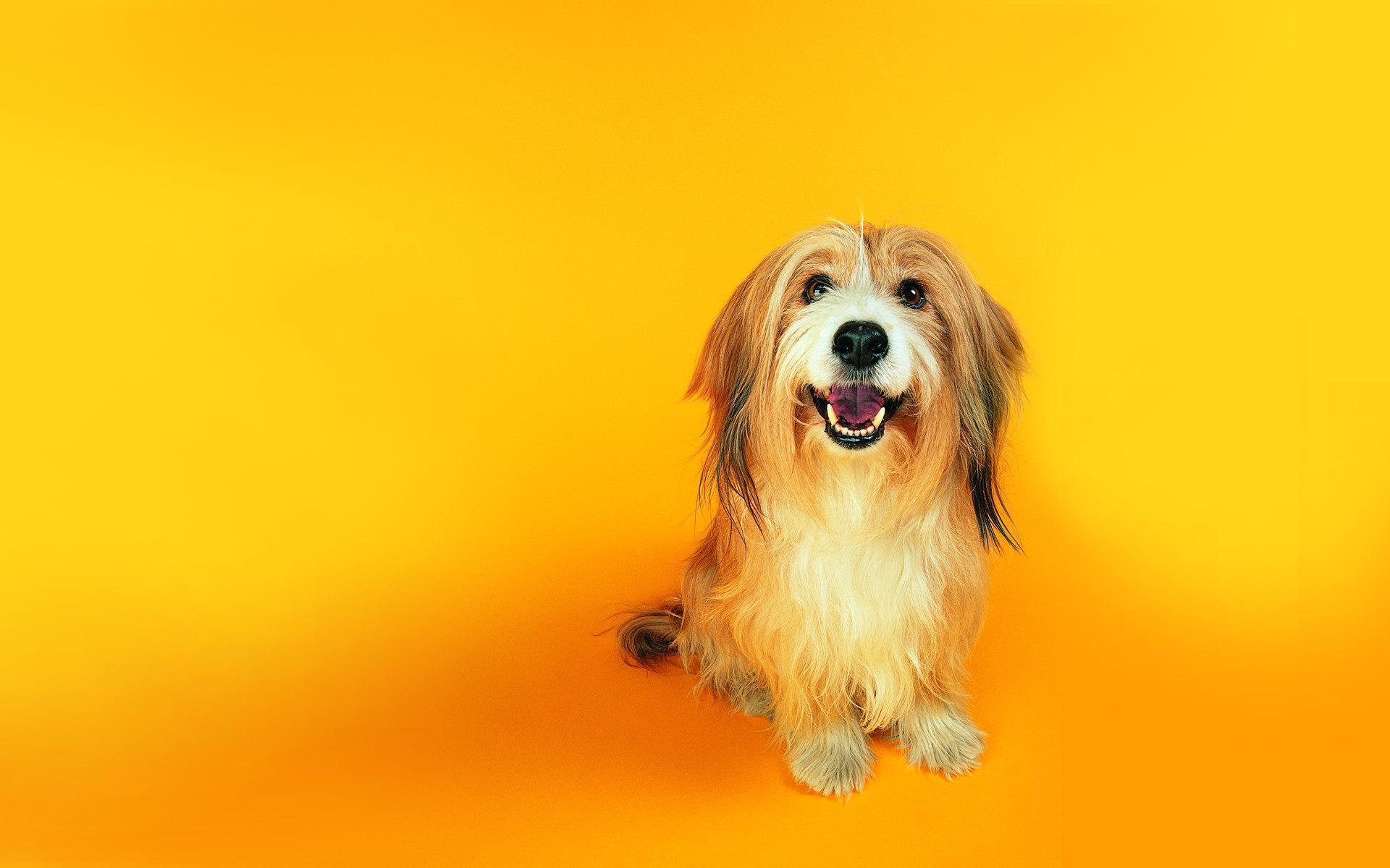 Silly Dog Wallpapers - Top Free Silly Dog Backgrounds - WallpaperAccess