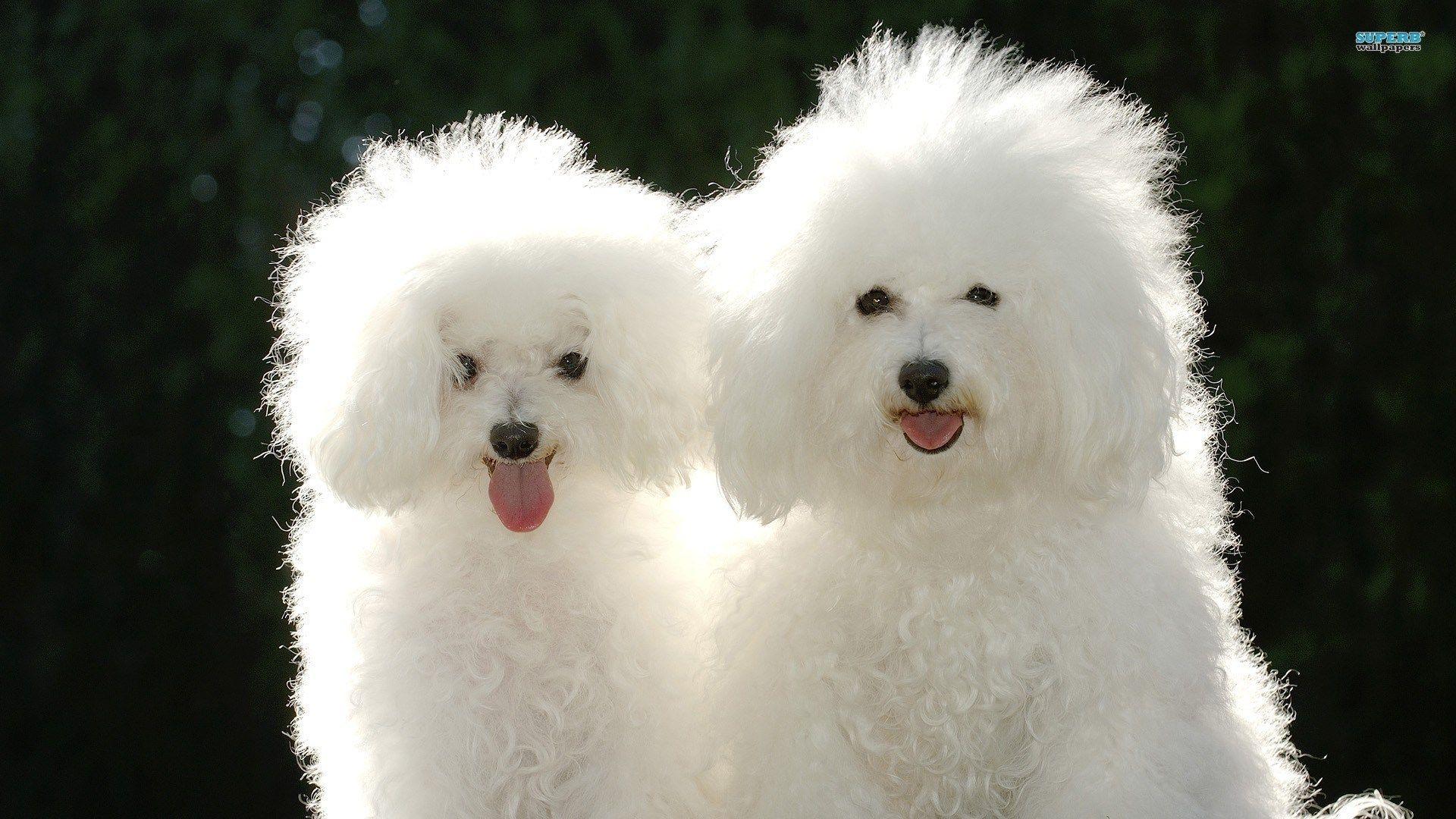 Cute White Dog Wallpapers - Top Free Cute White Dog Backgrounds ...