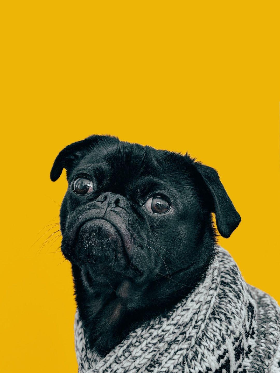 Silly Dog Wallpapers - Top Free Silly Dog Backgrounds - WallpaperAccess