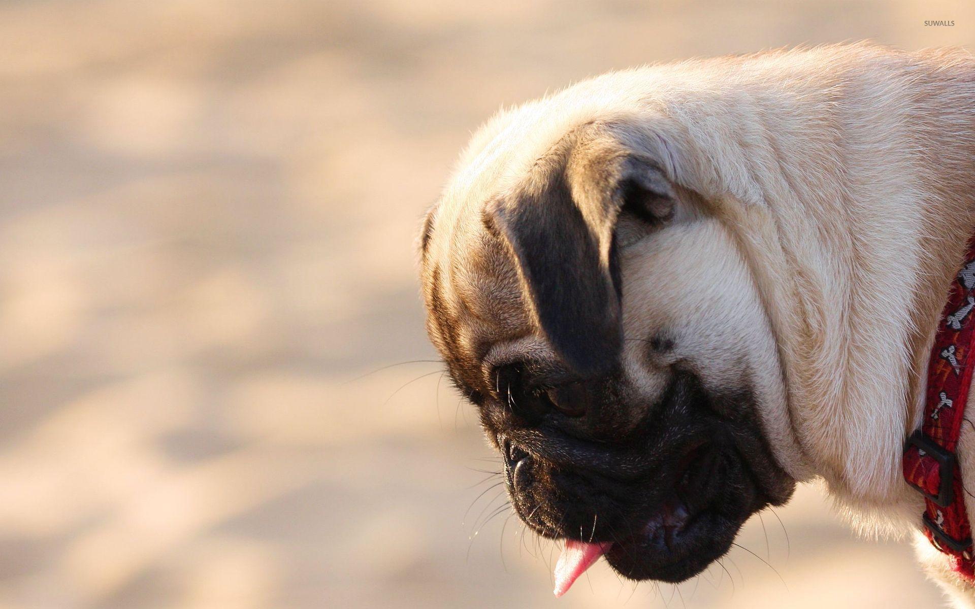 Cute Pug Wallpapers - Top Free Cute Pug Backgrounds - WallpaperAccess