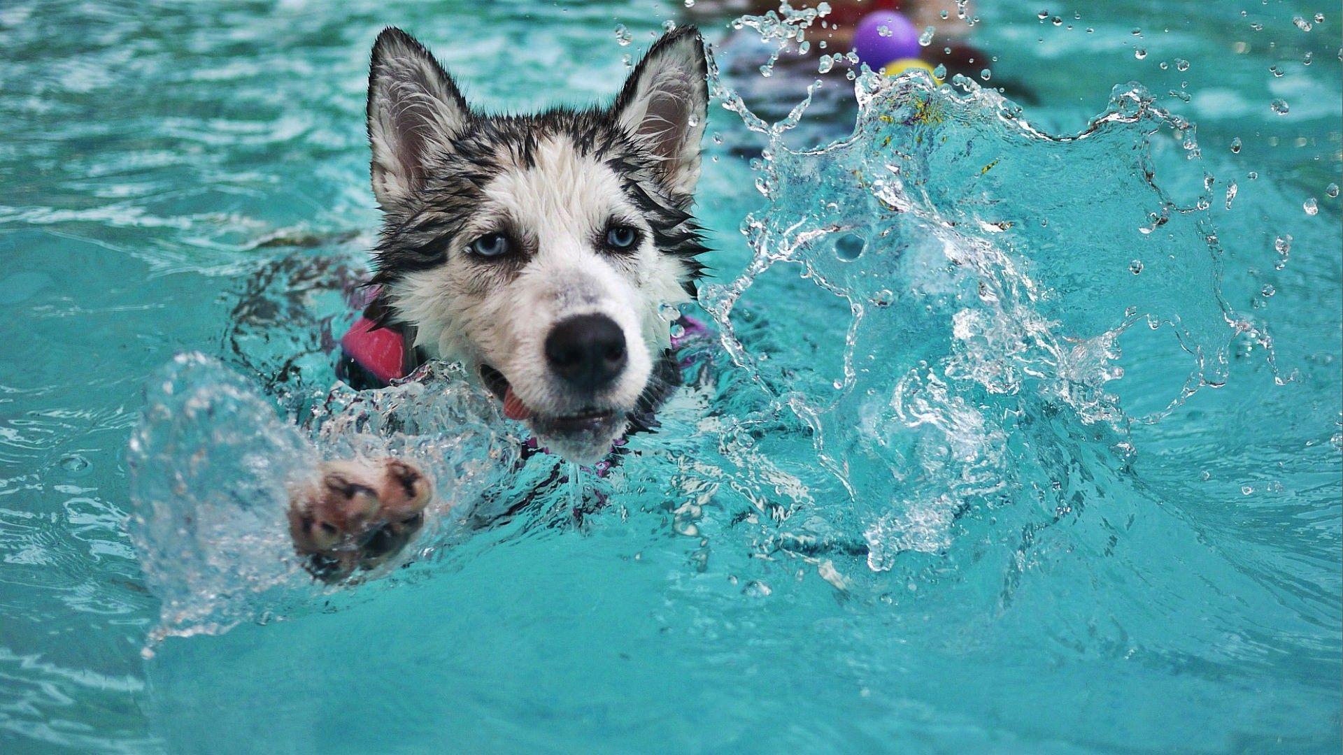 Silly Dog Wallpapers - Top Free Silly Dog Backgrounds - WallpaperAccess