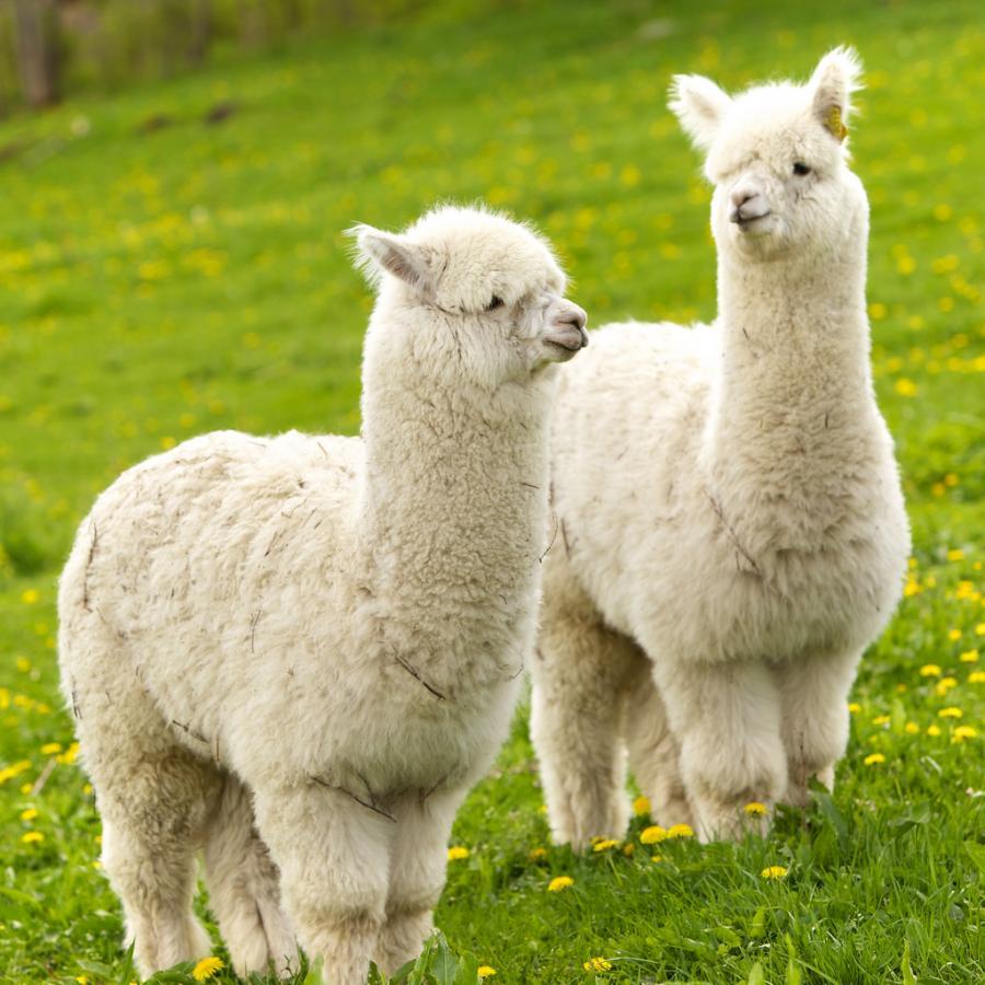 Cute Alpaca Wallpapers - Top Free Cute Alpaca Backgrounds - WallpaperAccess