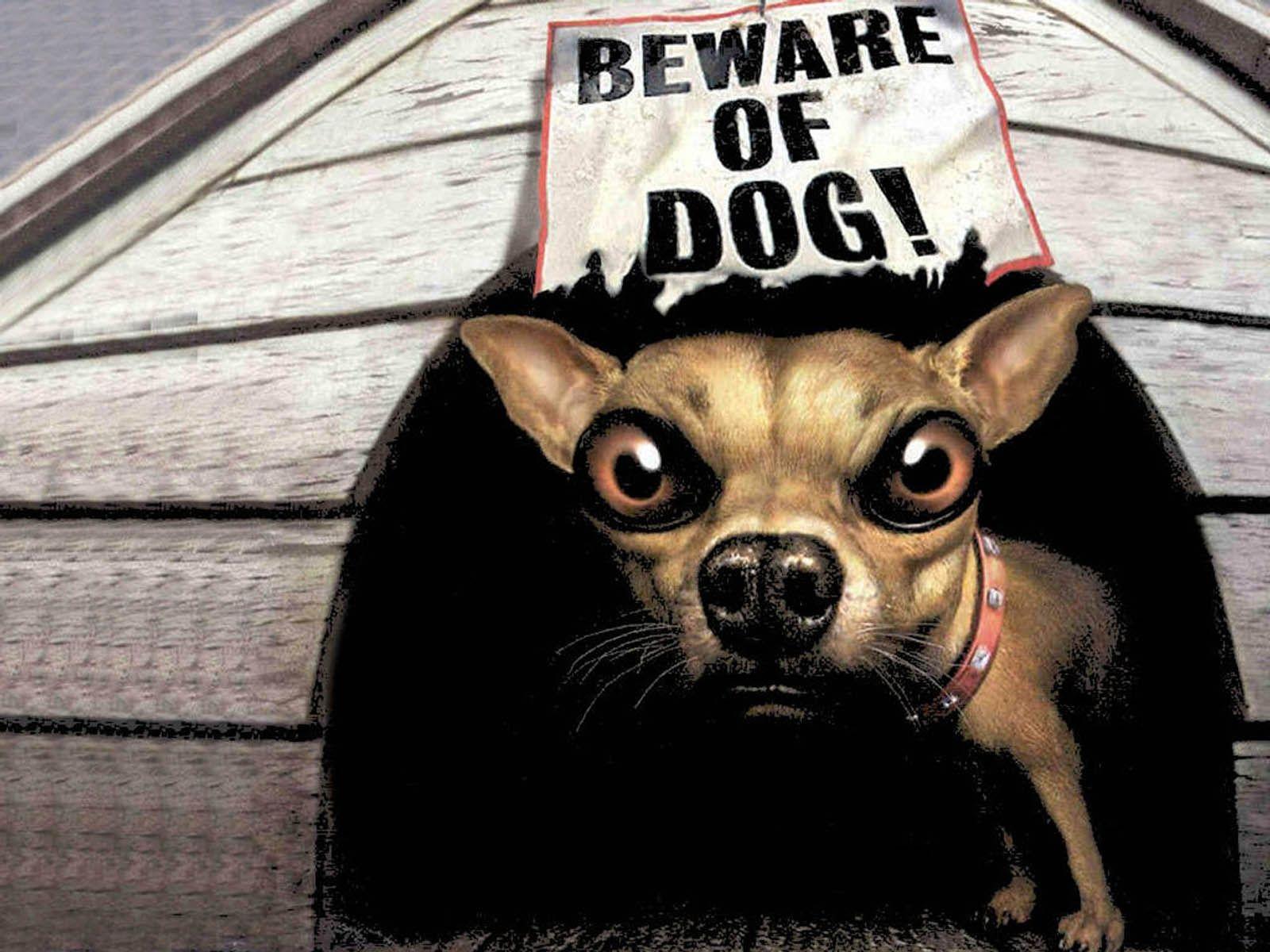 Silly Dog Wallpapers - Top Free Silly Dog Backgrounds - WallpaperAccess