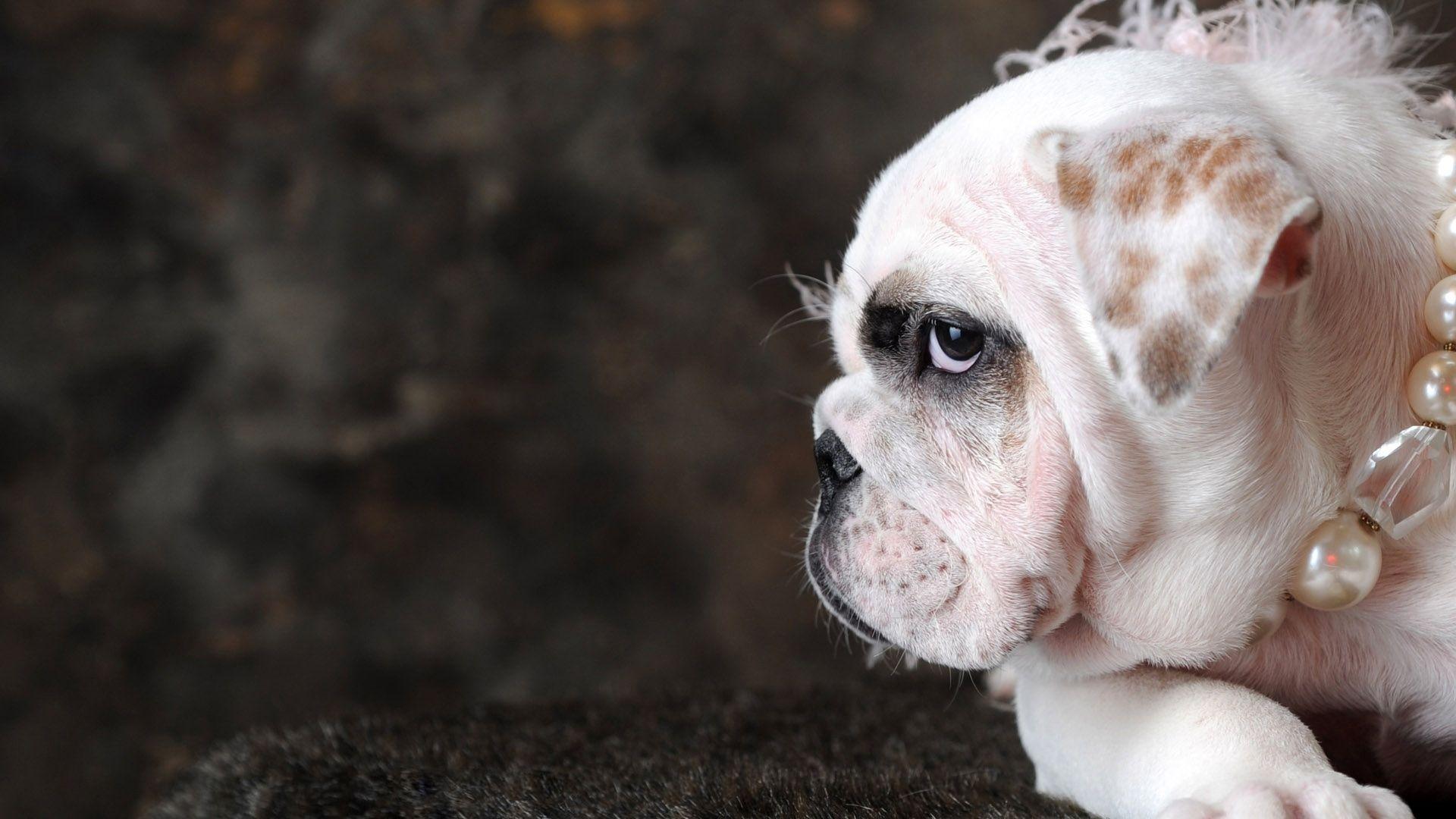 Silly Dog Wallpapers - Top Free Silly Dog Backgrounds - WallpaperAccess