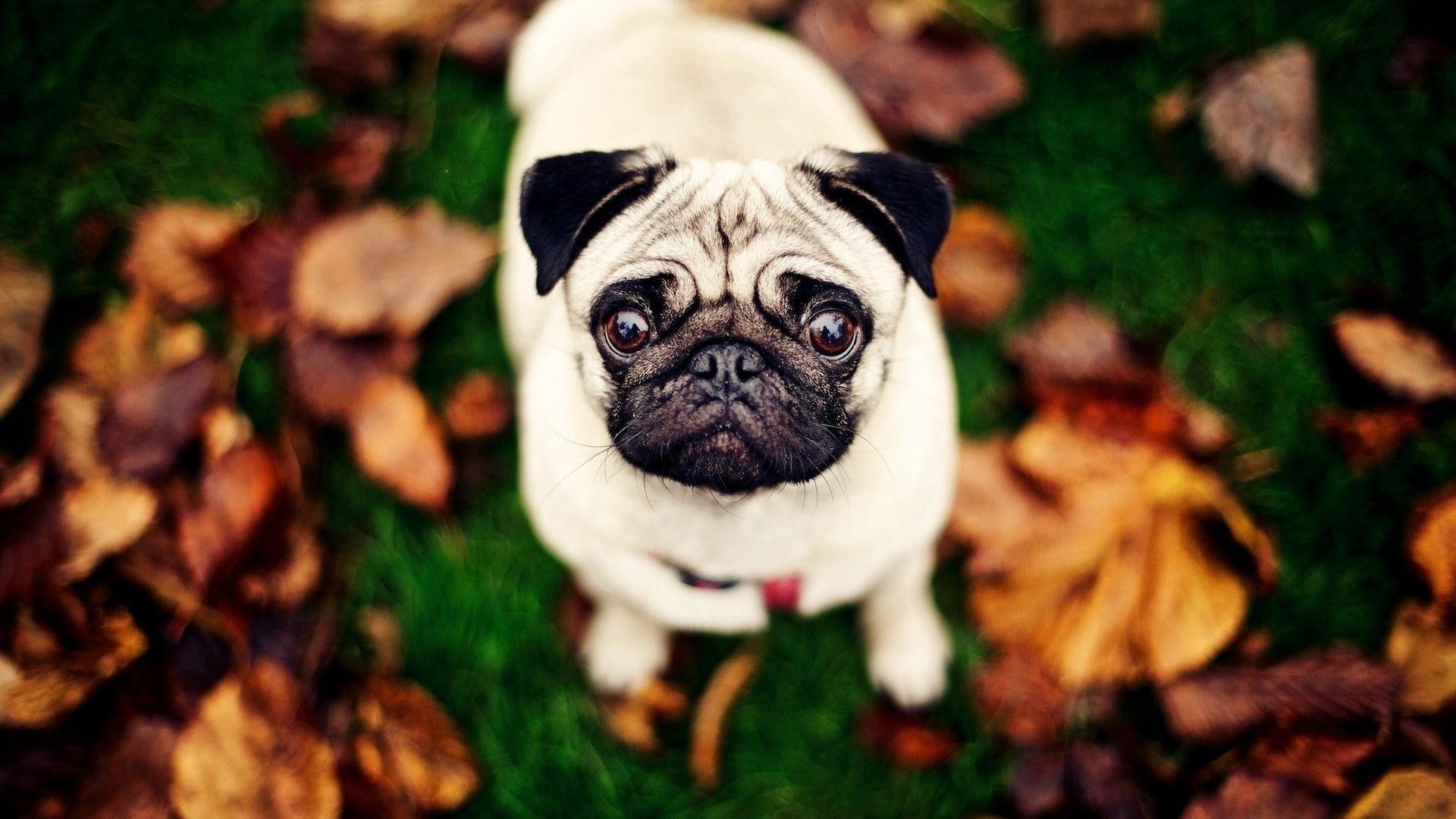 Cute Pug Wallpapers - Top Free Cute Pug Backgrounds - WallpaperAccess