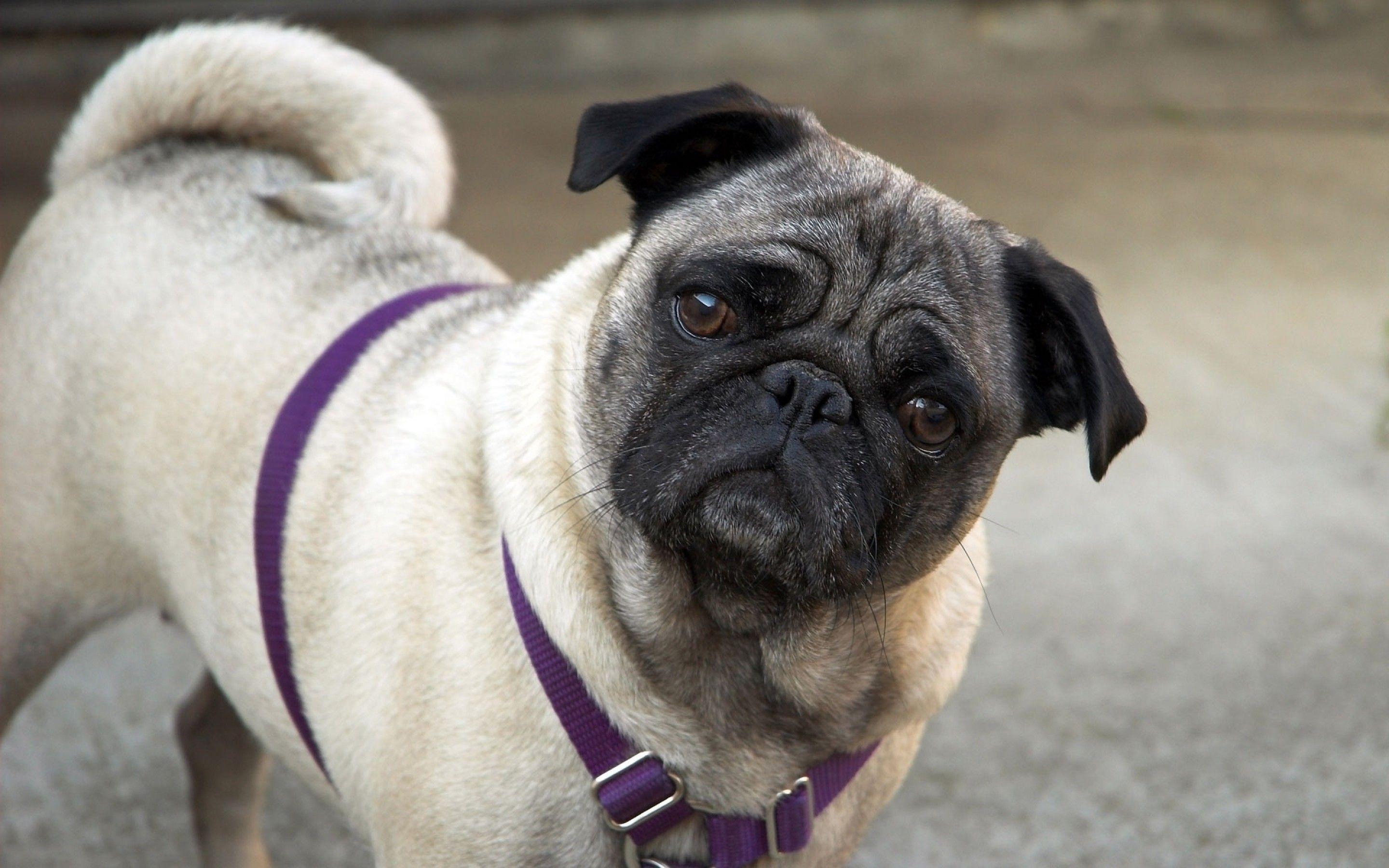 Cute Pug Wallpapers - Top Free Cute Pug Backgrounds - WallpaperAccess