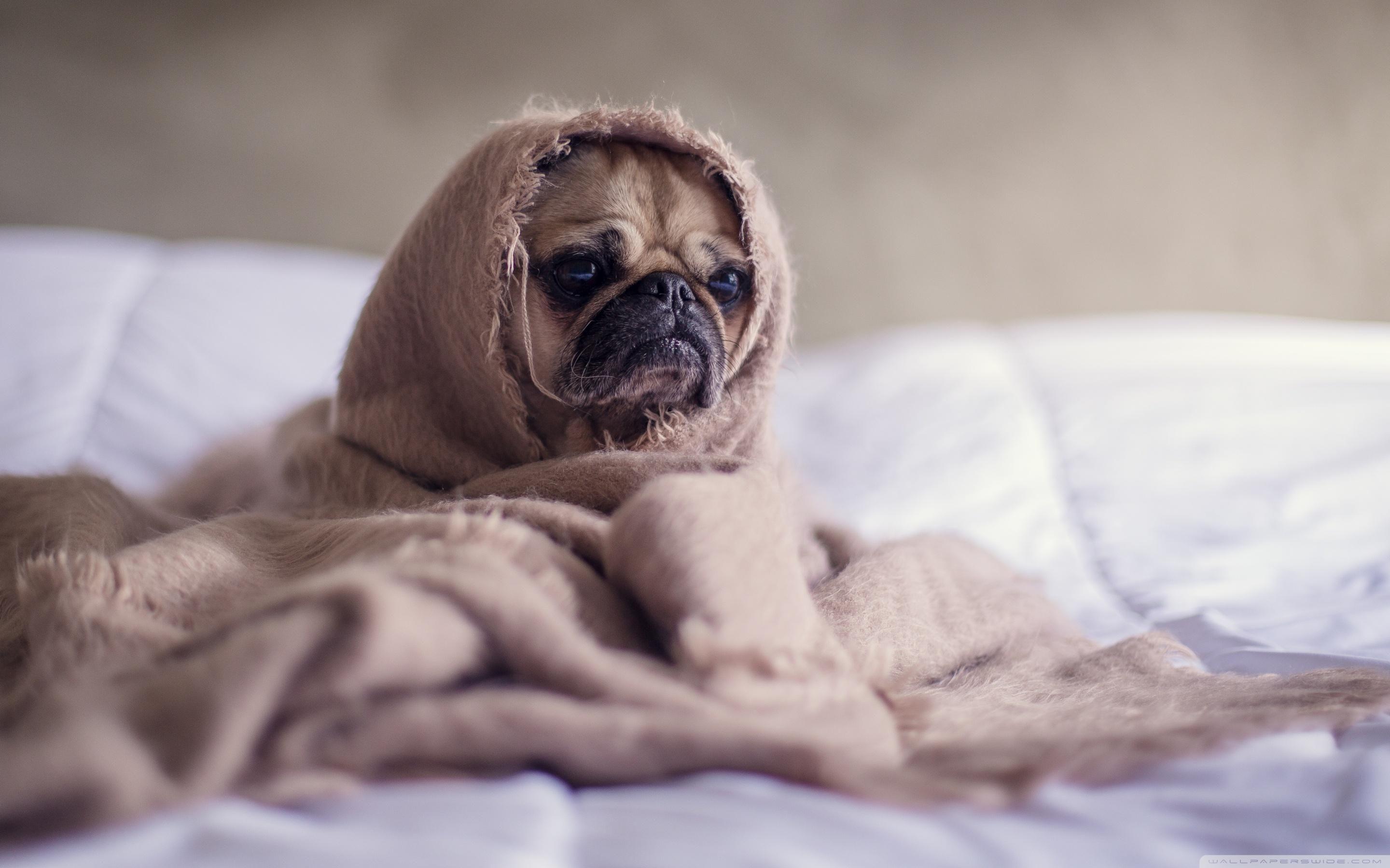 Cute Pug Wallpapers - Top Free Cute Pug Backgrounds - WallpaperAccess