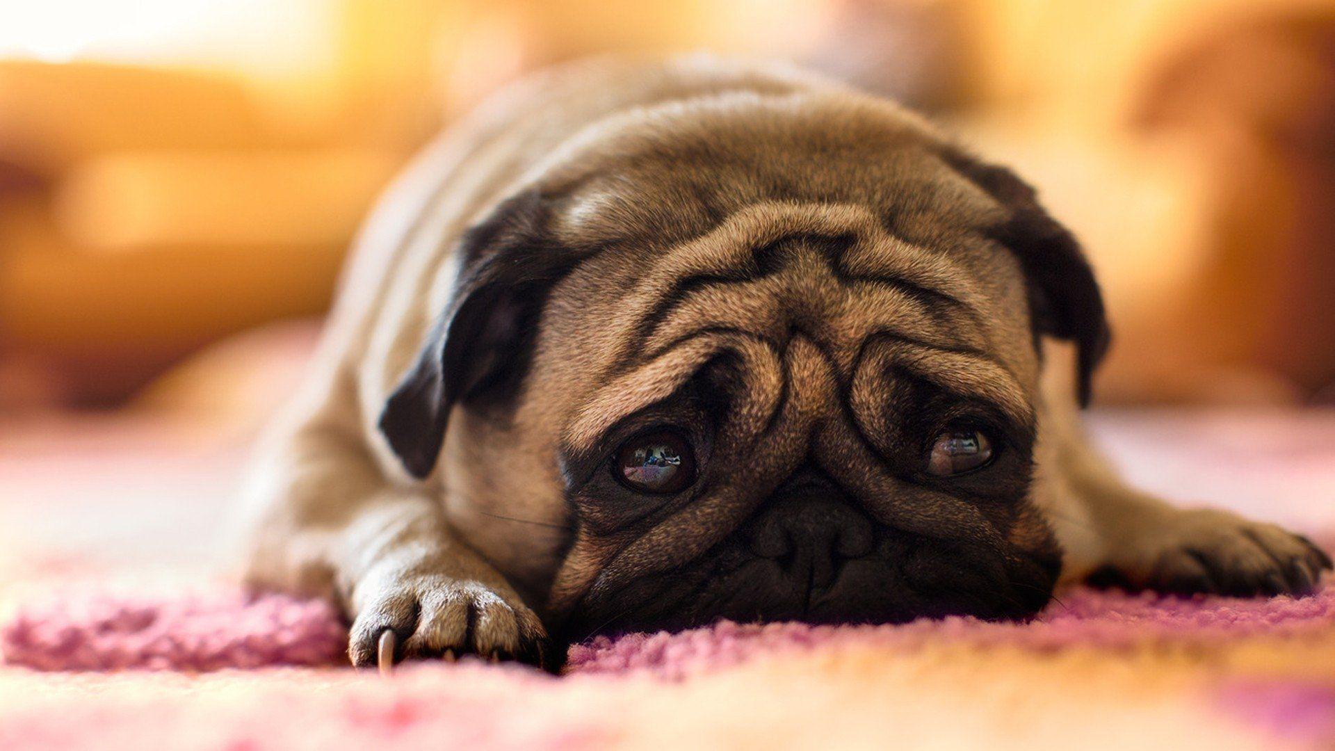 Cute Pug Wallpapers - Top Free Cute Pug Backgrounds - WallpaperAccess