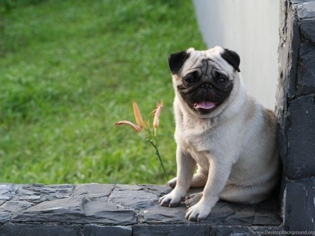 Cute Pug Dog Wallpapers - Top Những Hình Ảnh Đẹp