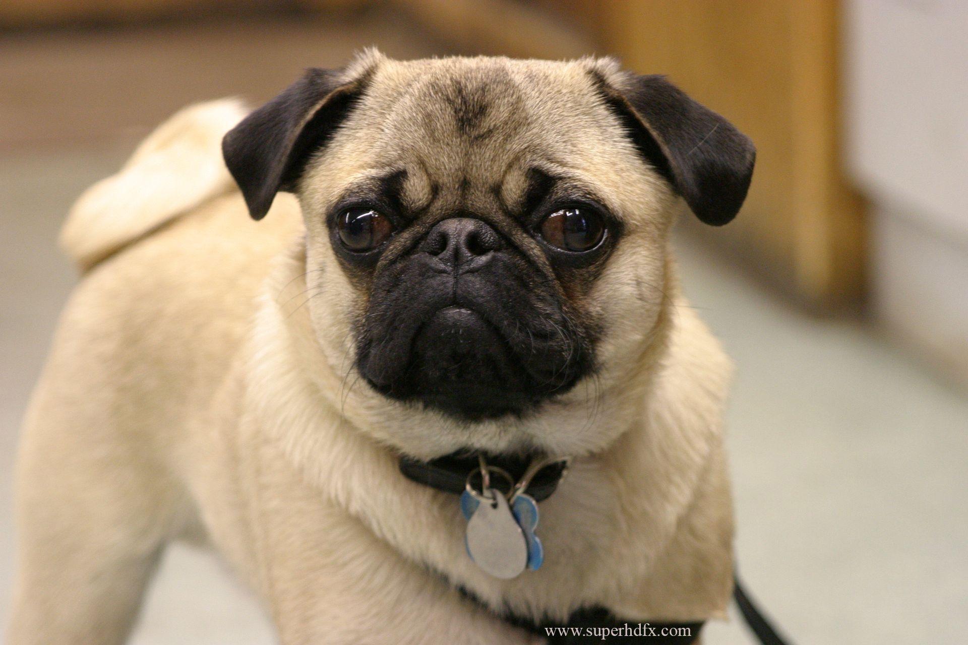 Cute Pug Dog Wallpapers - Top Những Hình Ảnh Đẹp