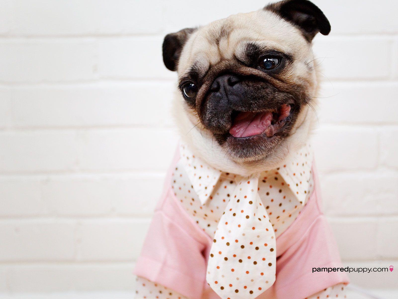 Cute Pug Dog Wallpapers - Top Những Hình Ảnh Đẹp