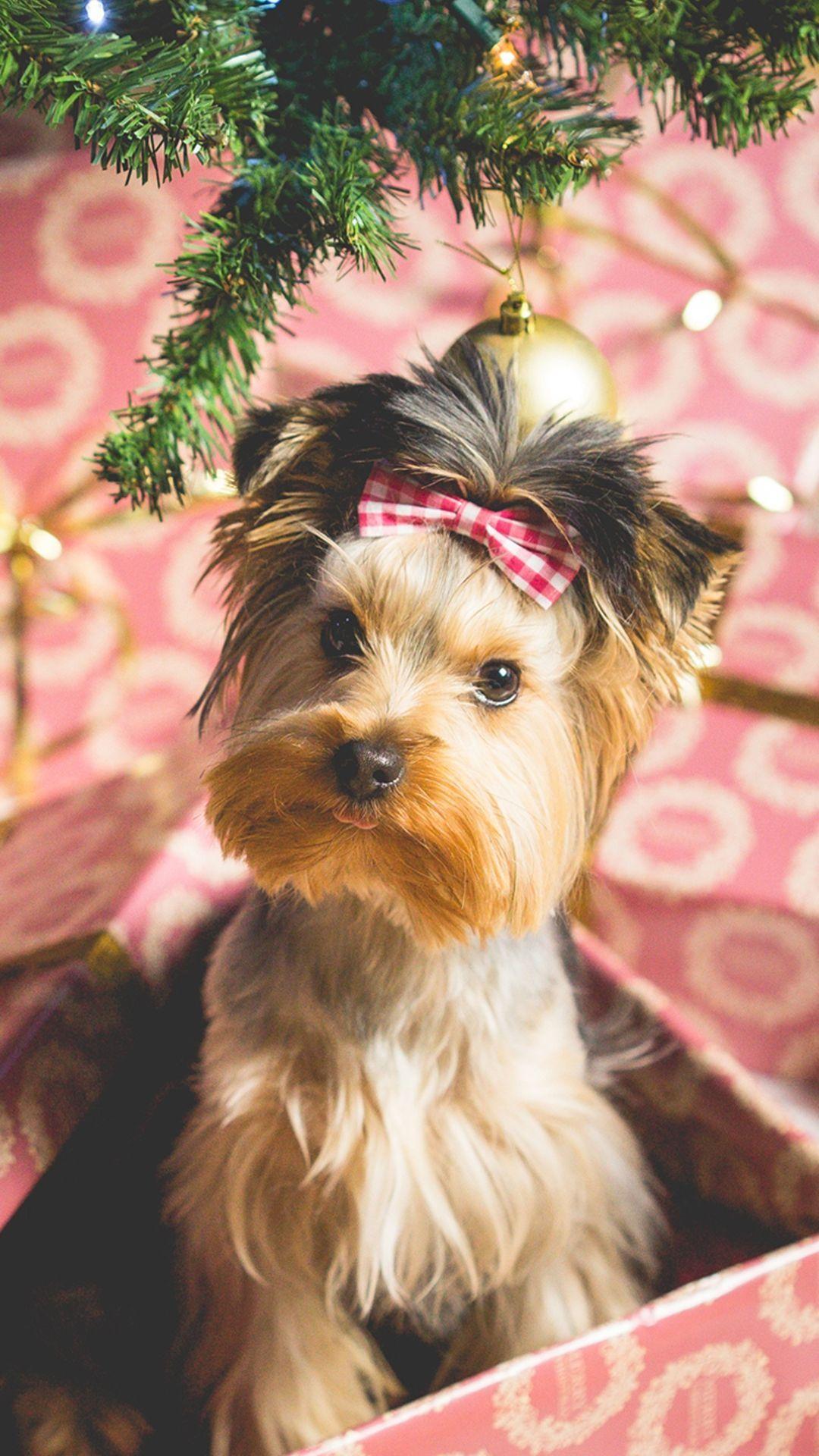 Cute Christmas Dog Wallpapers - Top Free Cute Christmas Dog Backgrounds ...