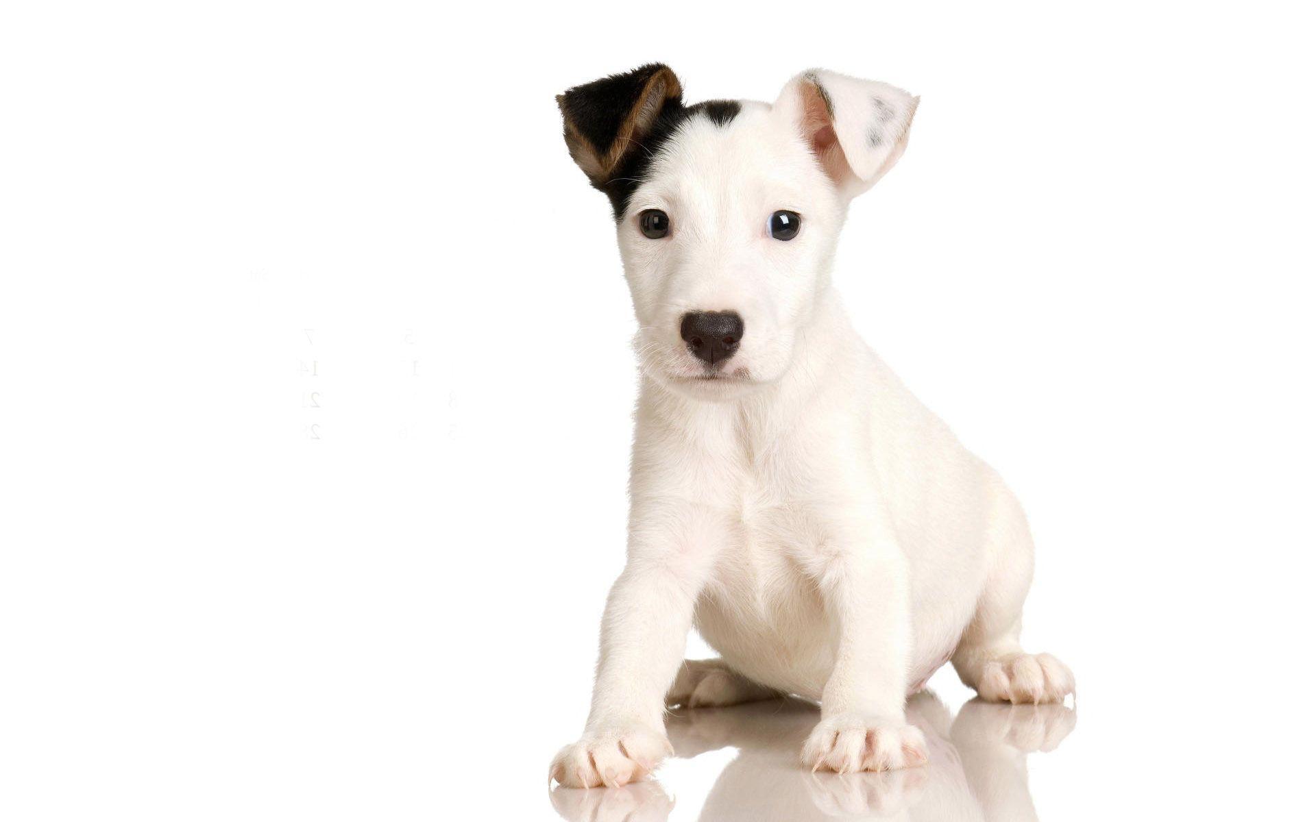 Cute White Dog Wallpapers - Top Free Cute White Dog Backgrounds ...