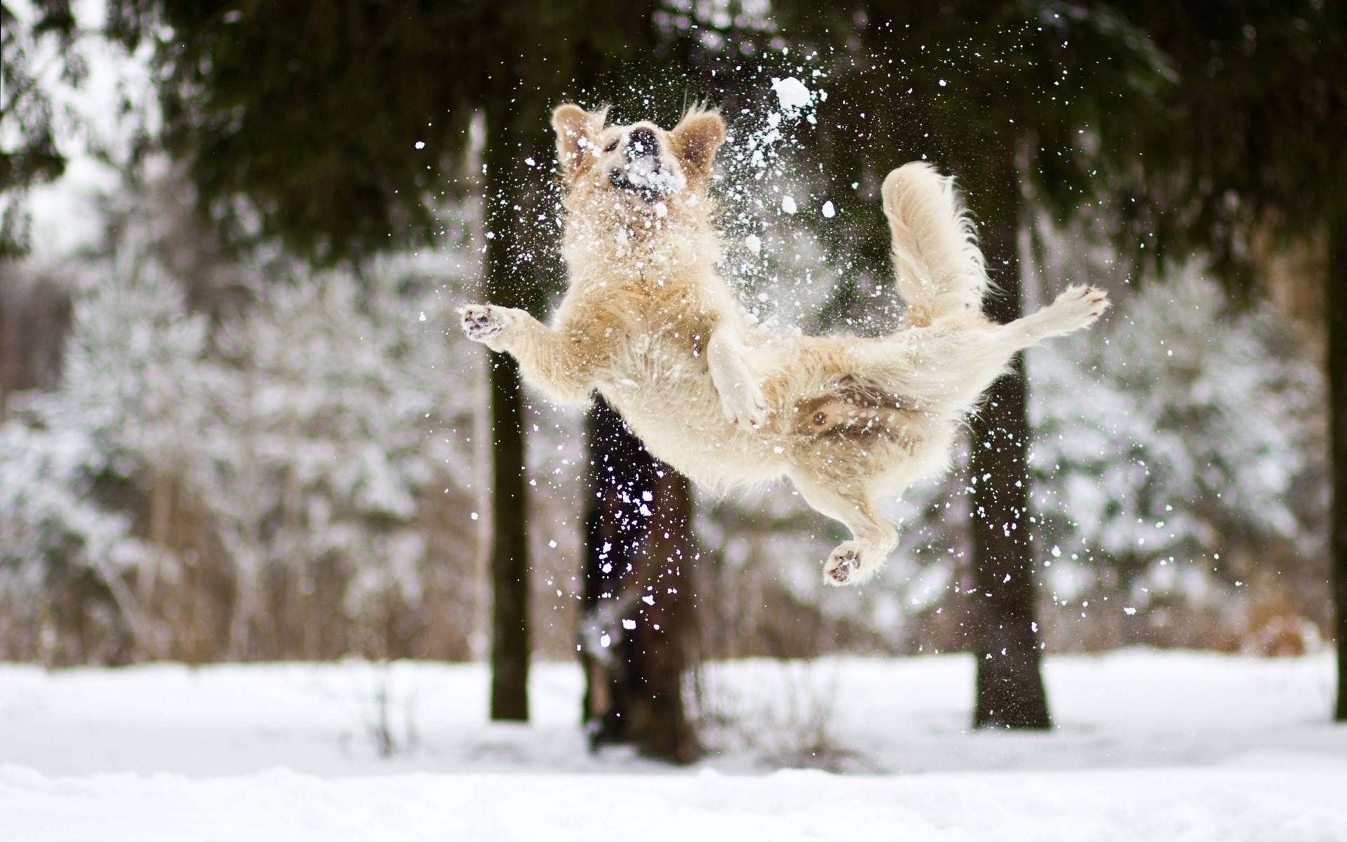 Snow Dog Wallpapers - Top Free Snow Dog Backgrounds - WallpaperAccess