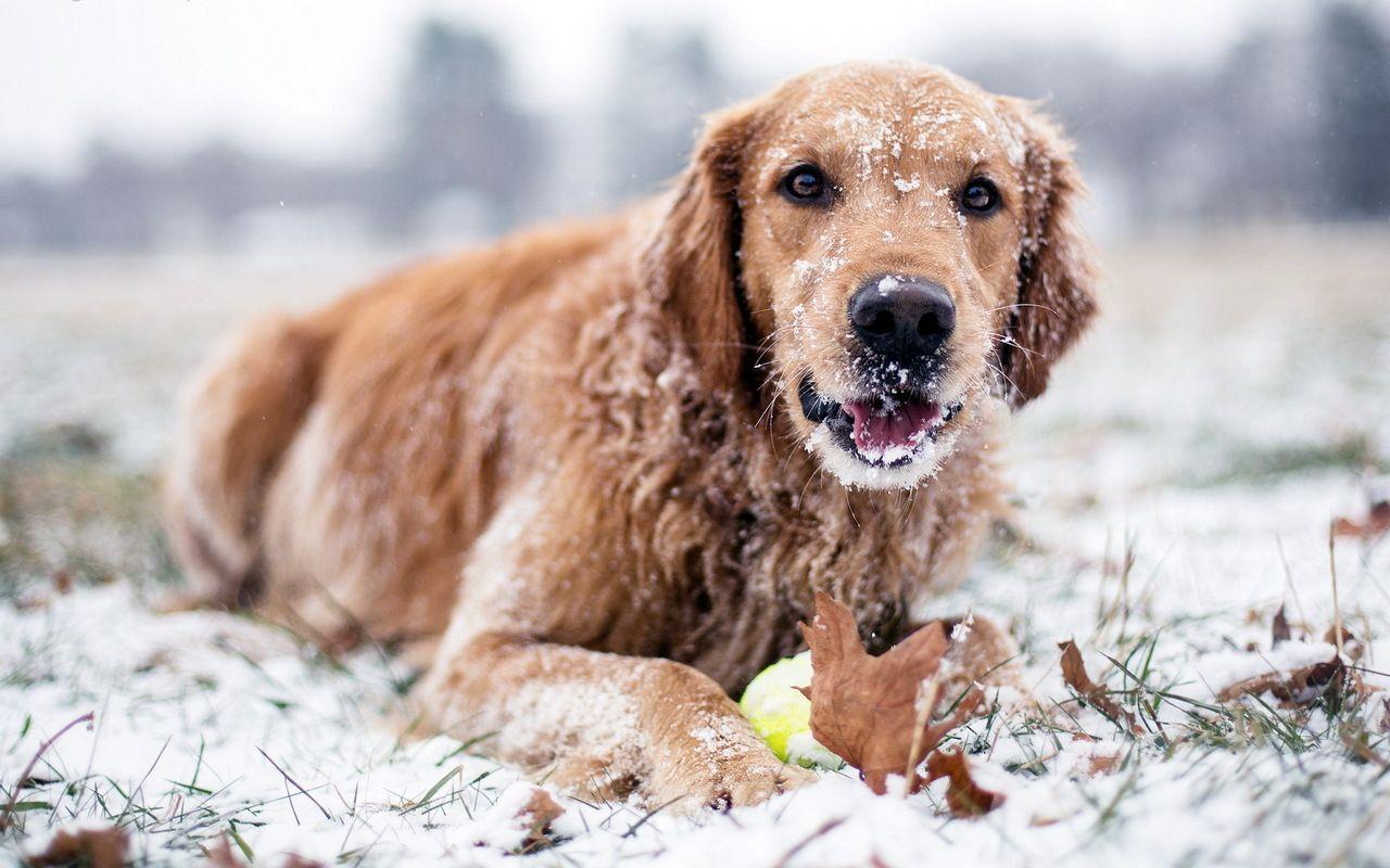 Snow Cute Dogs Wallpapers - Top Free Snow Cute Dogs Backgrounds ...