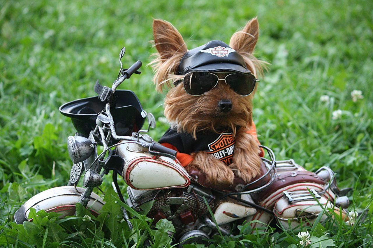 Yorkie Wallpapers - Top Free Yorkie Backgrounds - WallpaperAccess