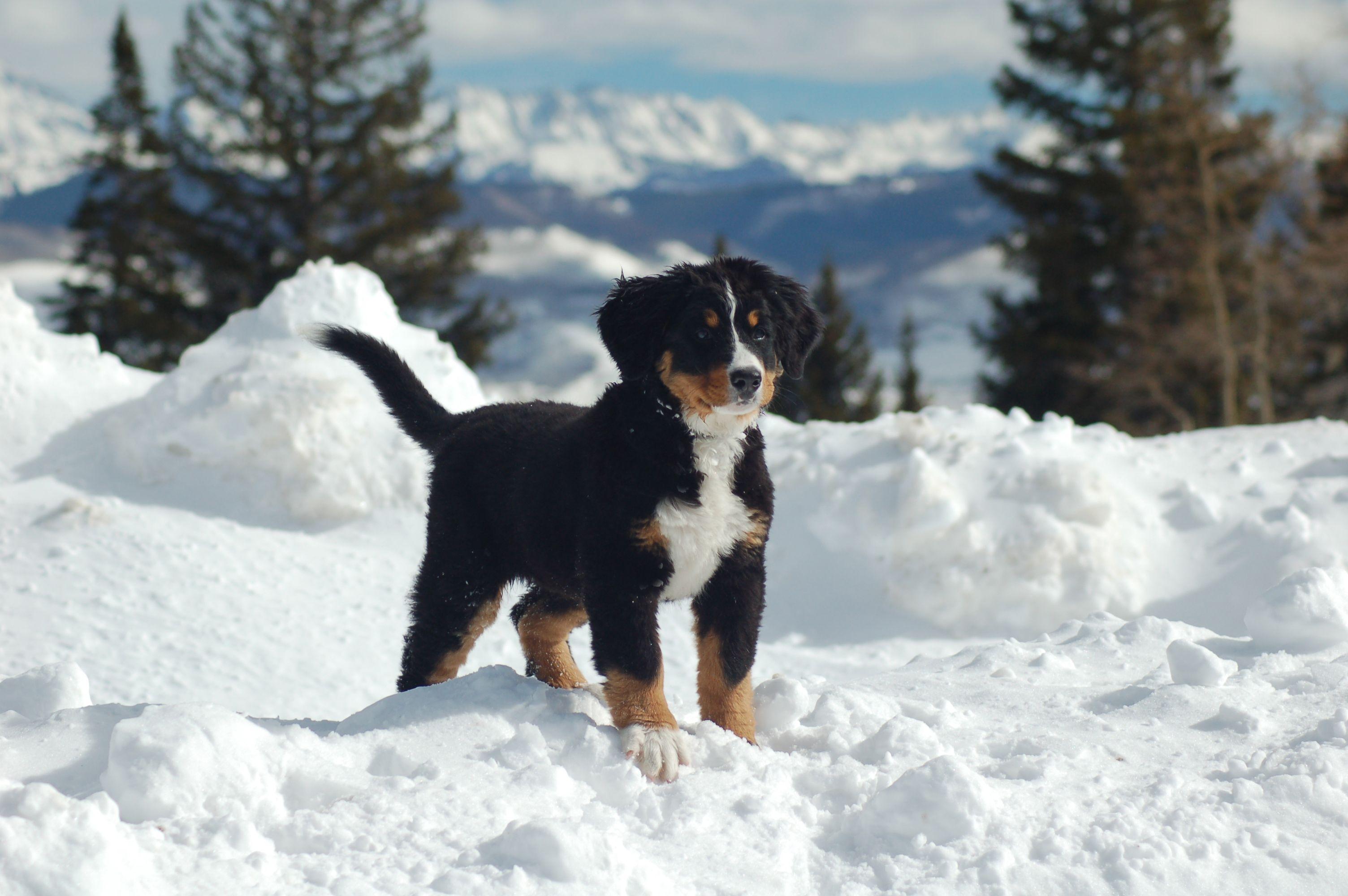 Winter Puppy Wallpapers - Top Free Winter Puppy Backgrounds ...