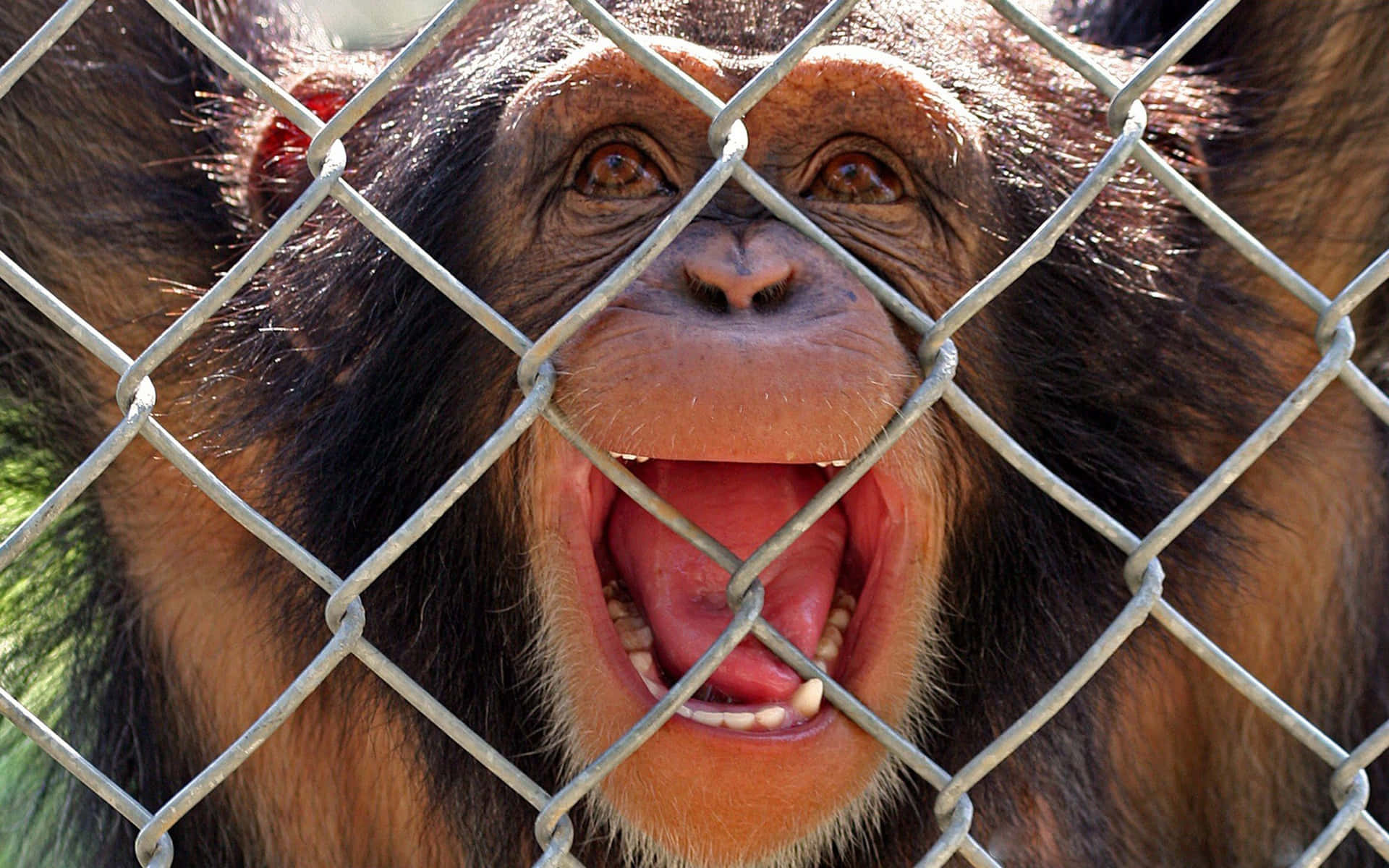 Angry Monkey Wallpapers - Top Free Angry Monkey Backgrounds ...