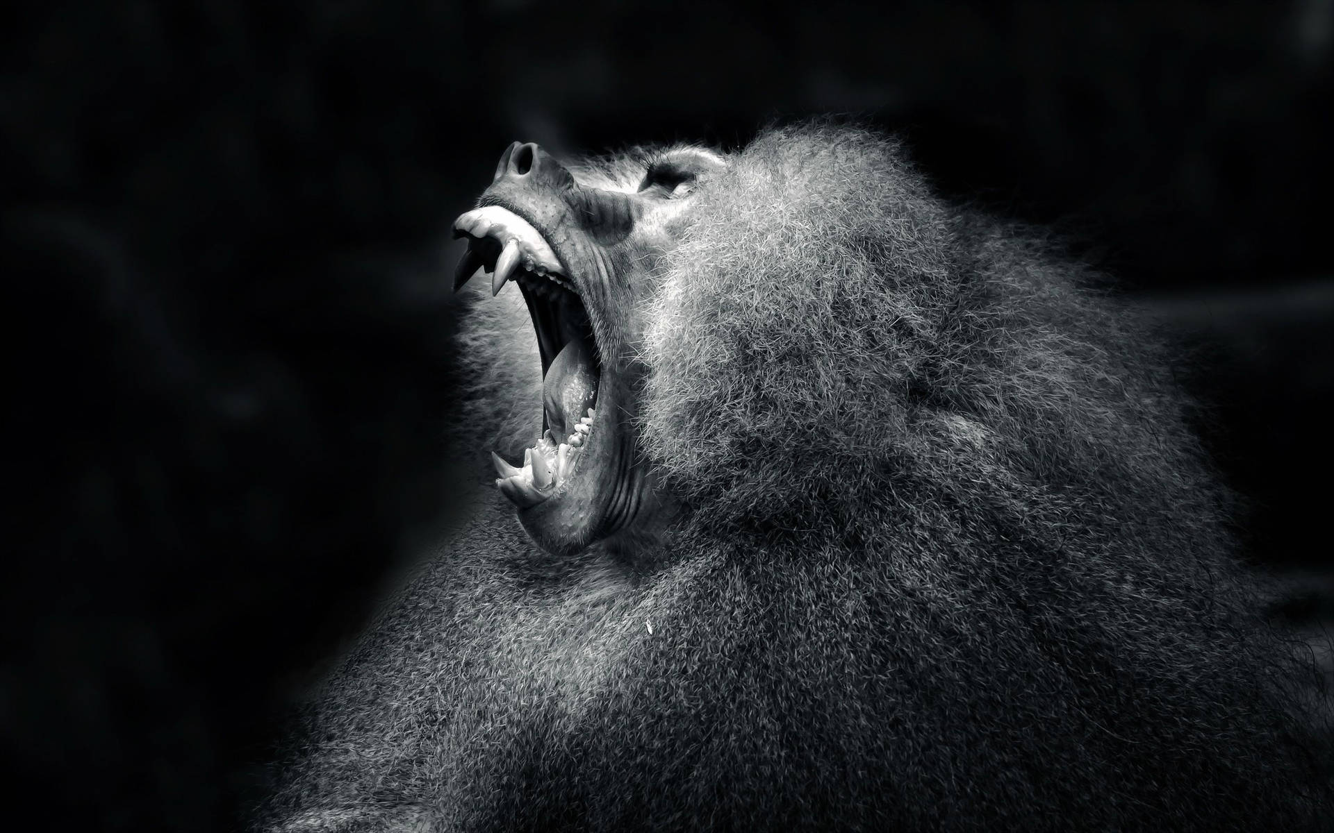 Angry Monkey Wallpapers - Top Free Angry Monkey Backgrounds ...