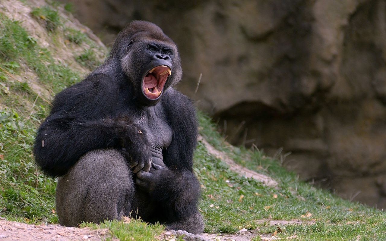 Angry Monkey Wallpapers - Top Free Angry Monkey Backgrounds ...