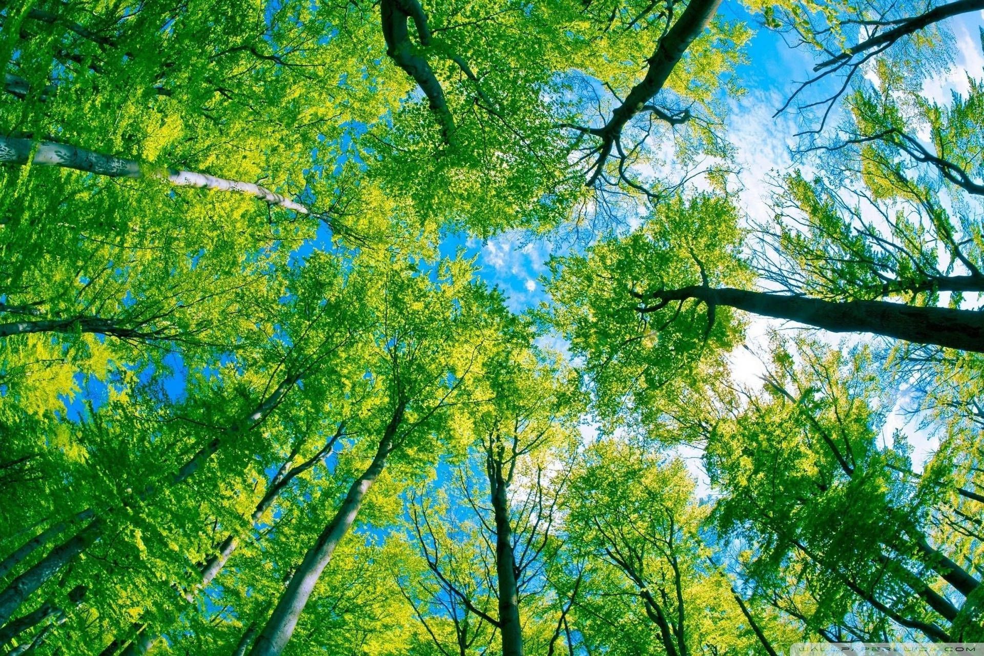 Forest View Wallpapers - Top Free Forest View Backgrounds - WallpaperAccess