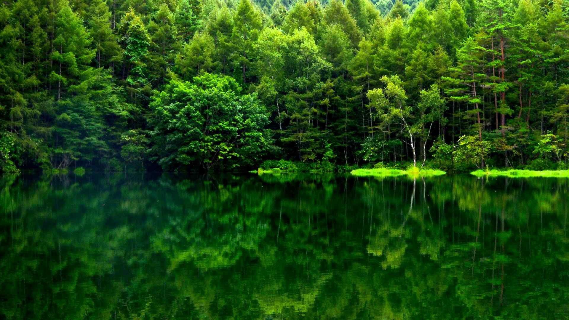 Forest View Wallpapers - Top Free Forest View Backgrounds - WallpaperAccess