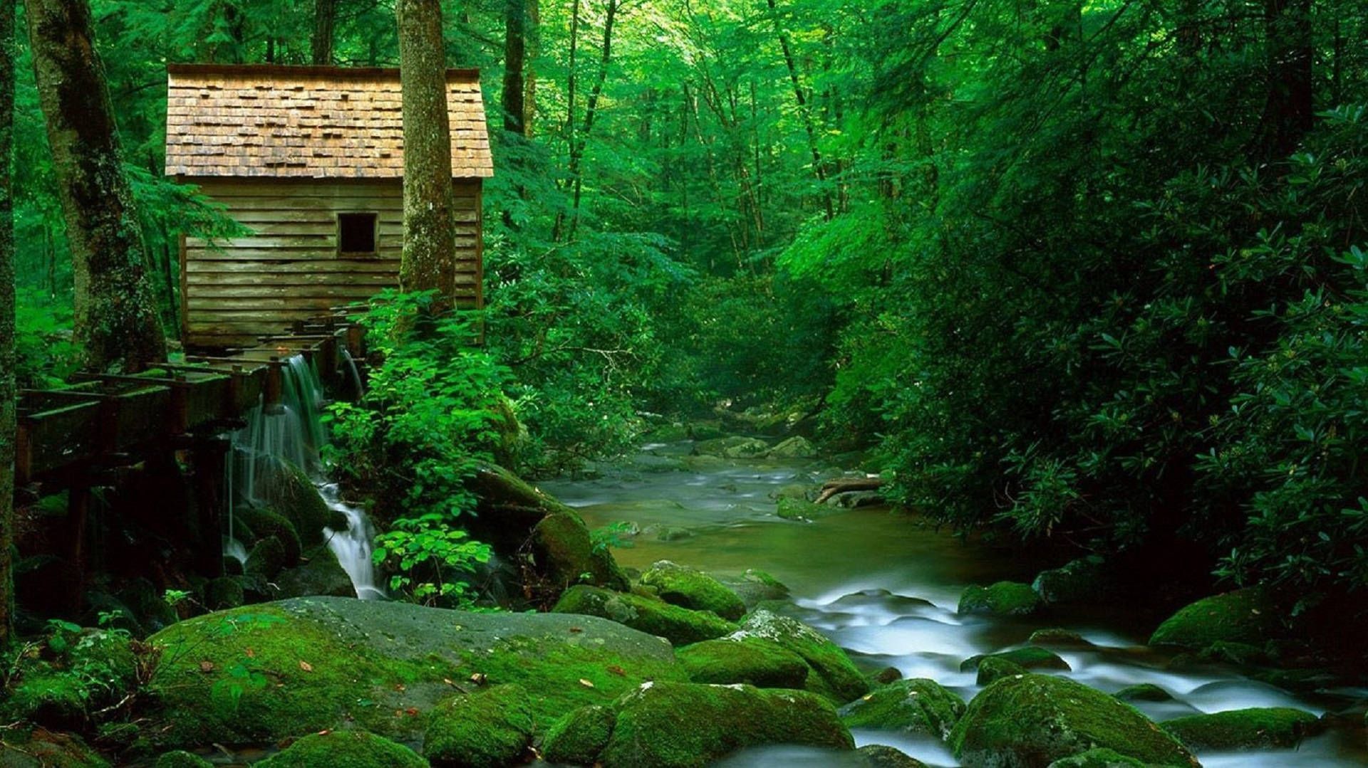 Forest View Wallpapers - Top Free Forest View Backgrounds - WallpaperAccess