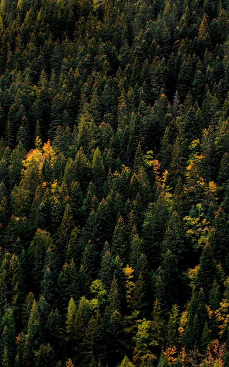 Forest View Wallpapers - Top Free Forest View Backgrounds - WallpaperAccess