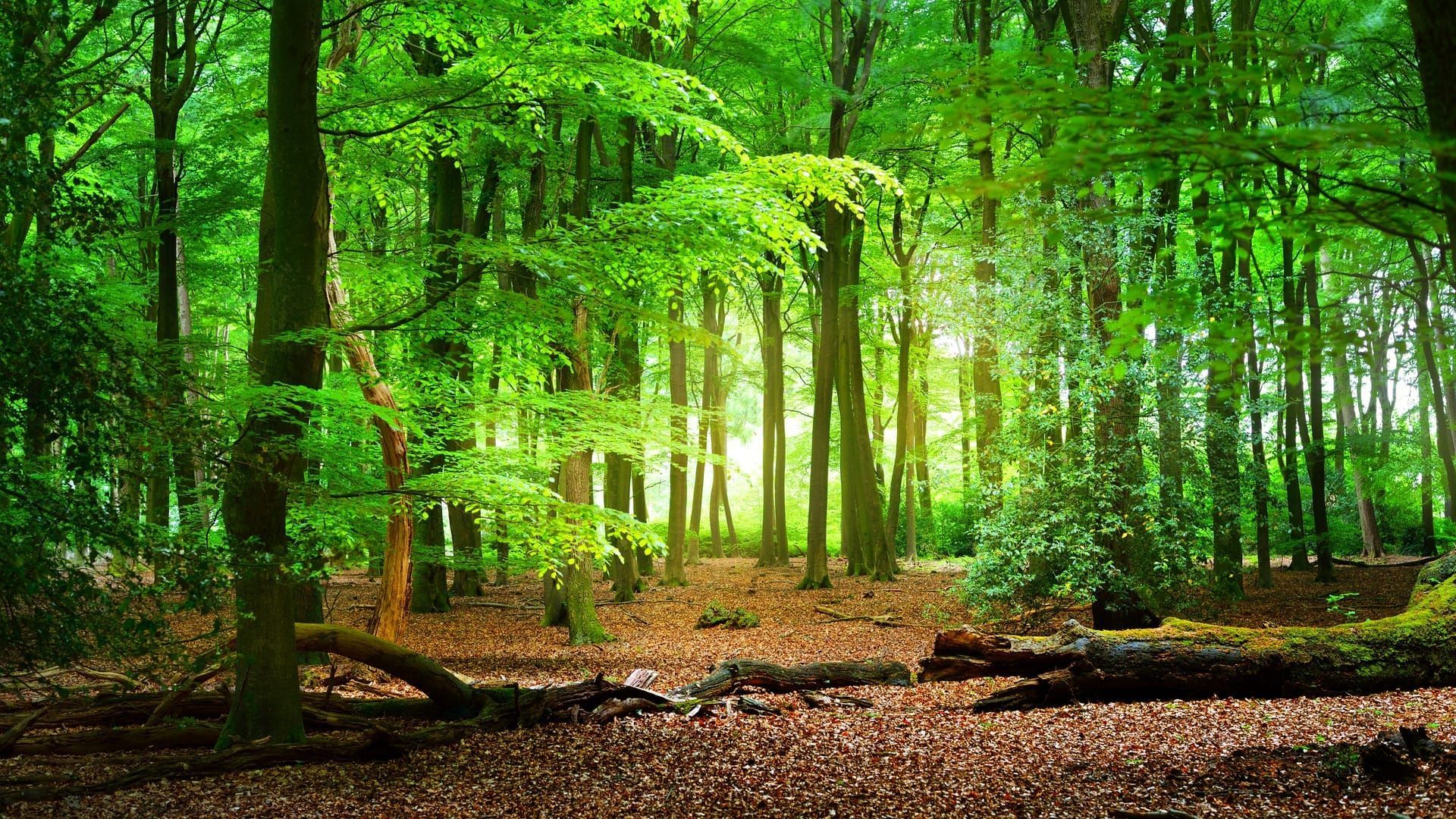 Forest View Wallpapers - Top Free Forest View Backgrounds - WallpaperAccess