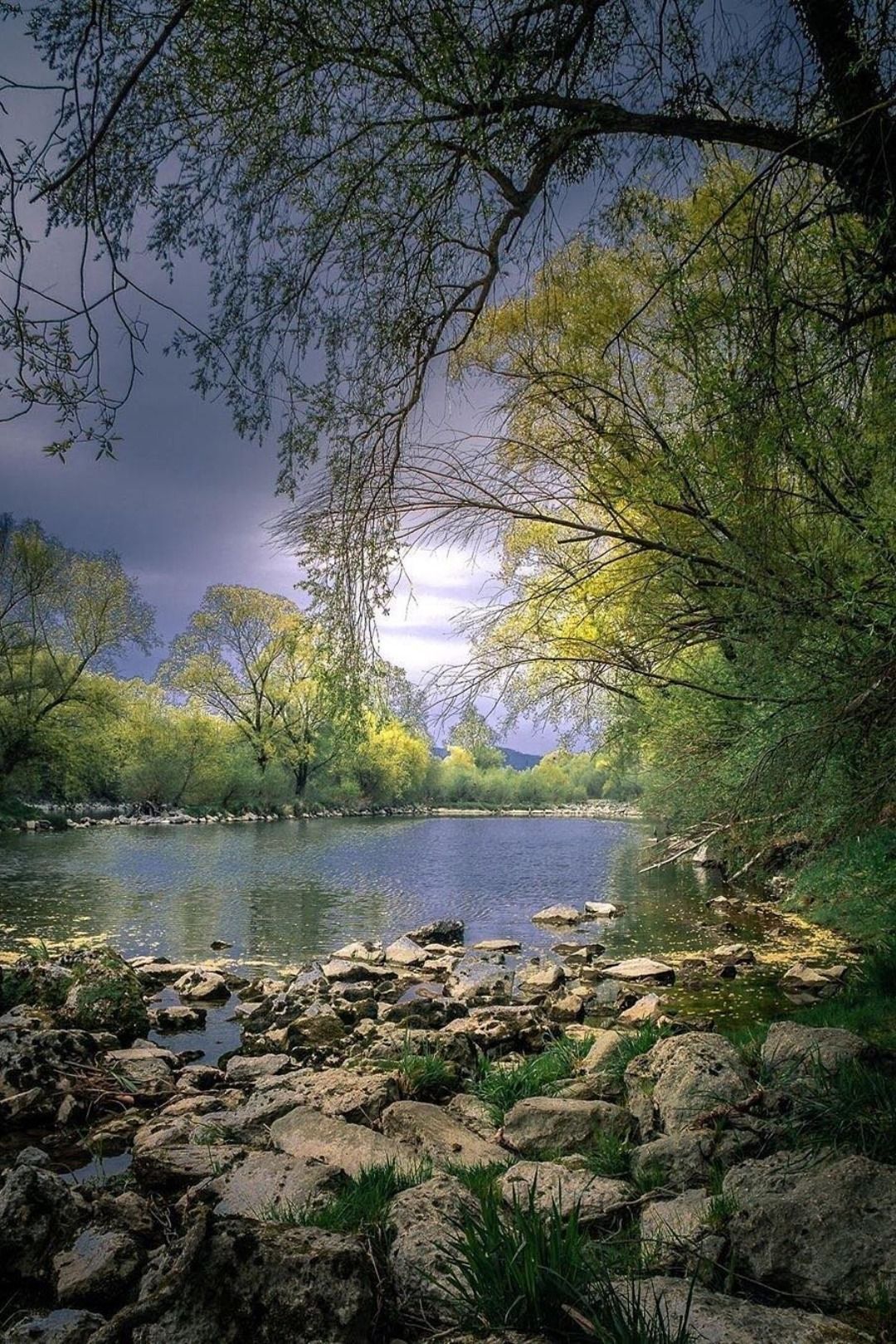 Forest View Wallpapers - Top Free Forest View Backgrounds - WallpaperAccess