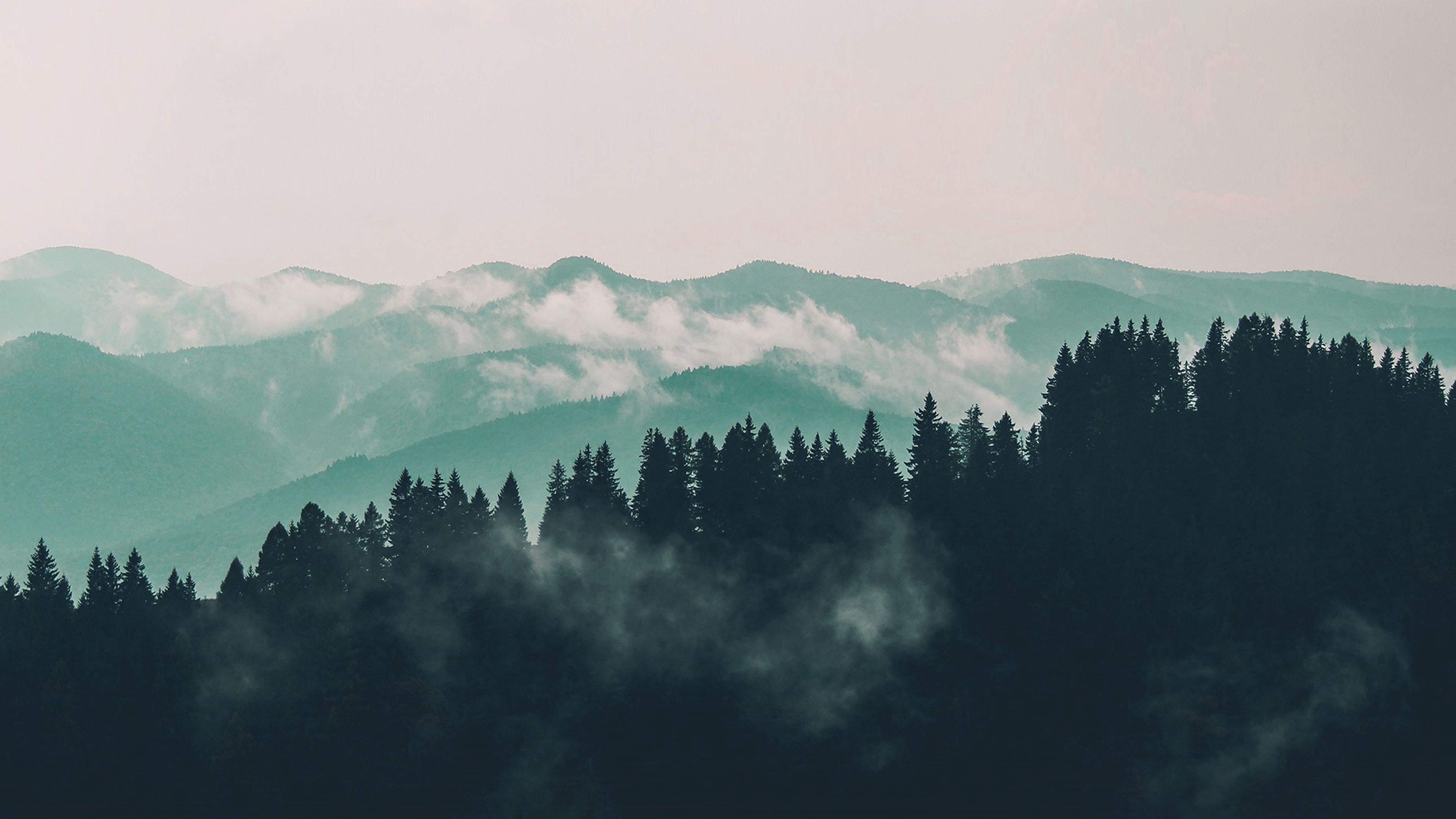 Forest View Wallpapers - Top Free Forest View Backgrounds - WallpaperAccess