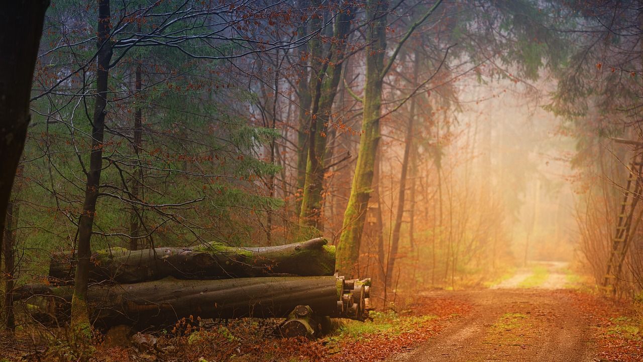 Forest View Wallpapers - Top Free Forest View Backgrounds - WallpaperAccess