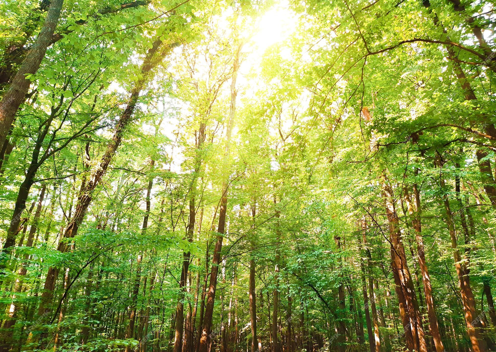 Forest View Wallpapers - Top Free Forest View Backgrounds - WallpaperAccess