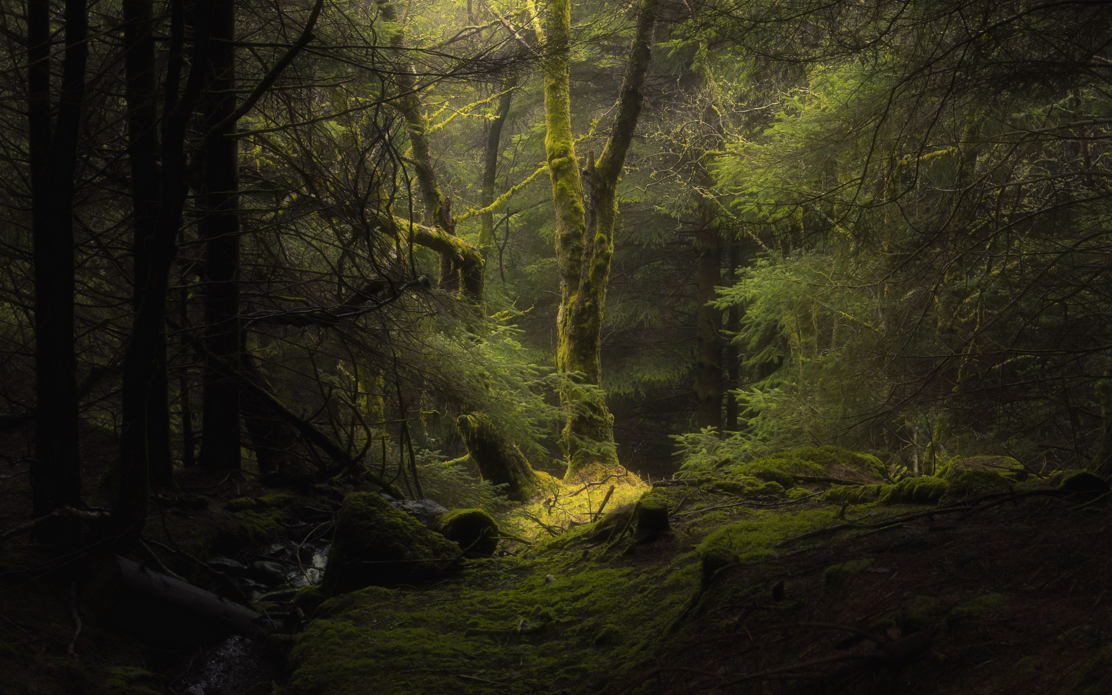 Forest View Wallpapers - Top Free Forest View Backgrounds - WallpaperAccess