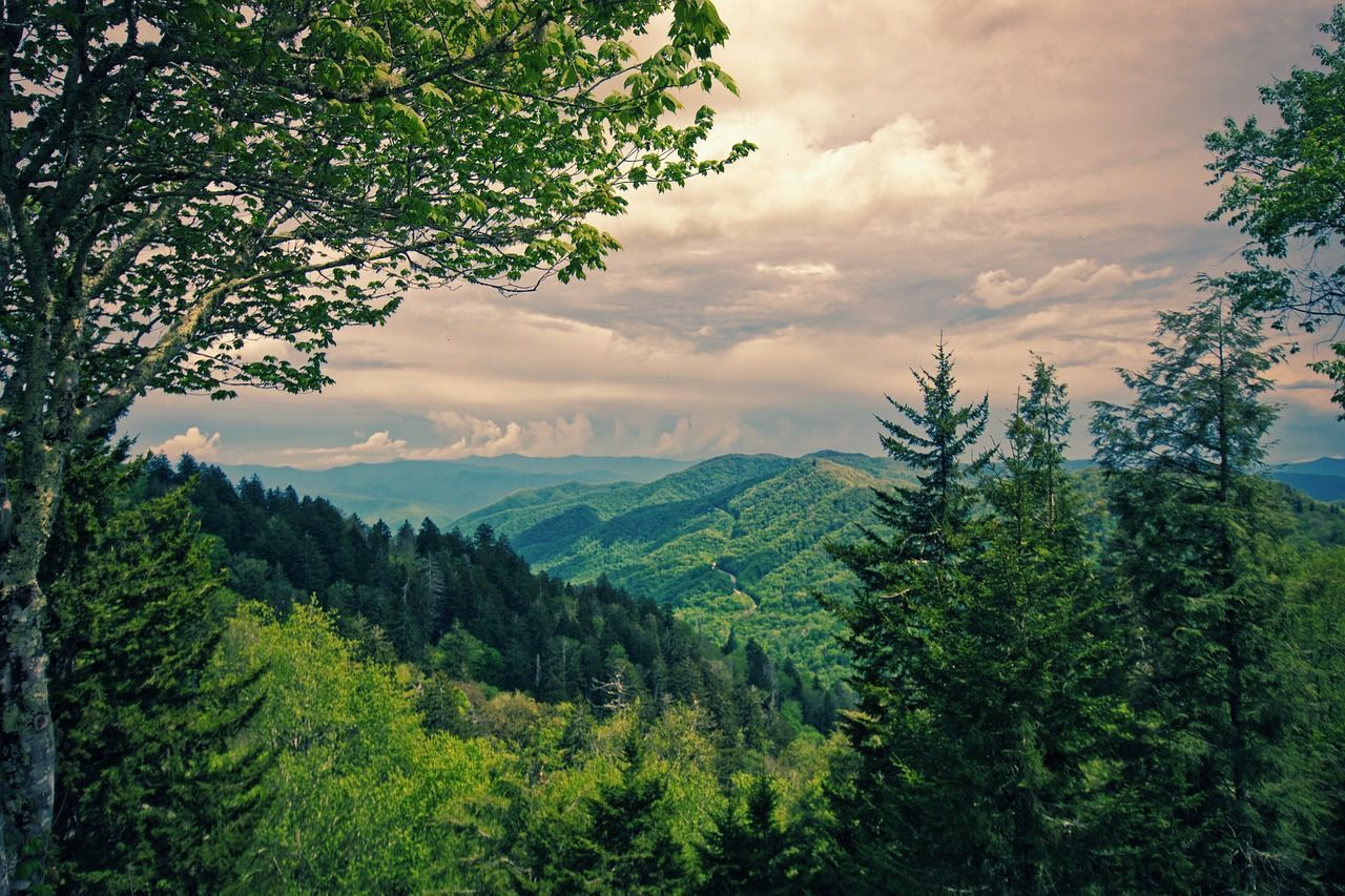Forest View Wallpapers - Top Free Forest View Backgrounds - WallpaperAccess