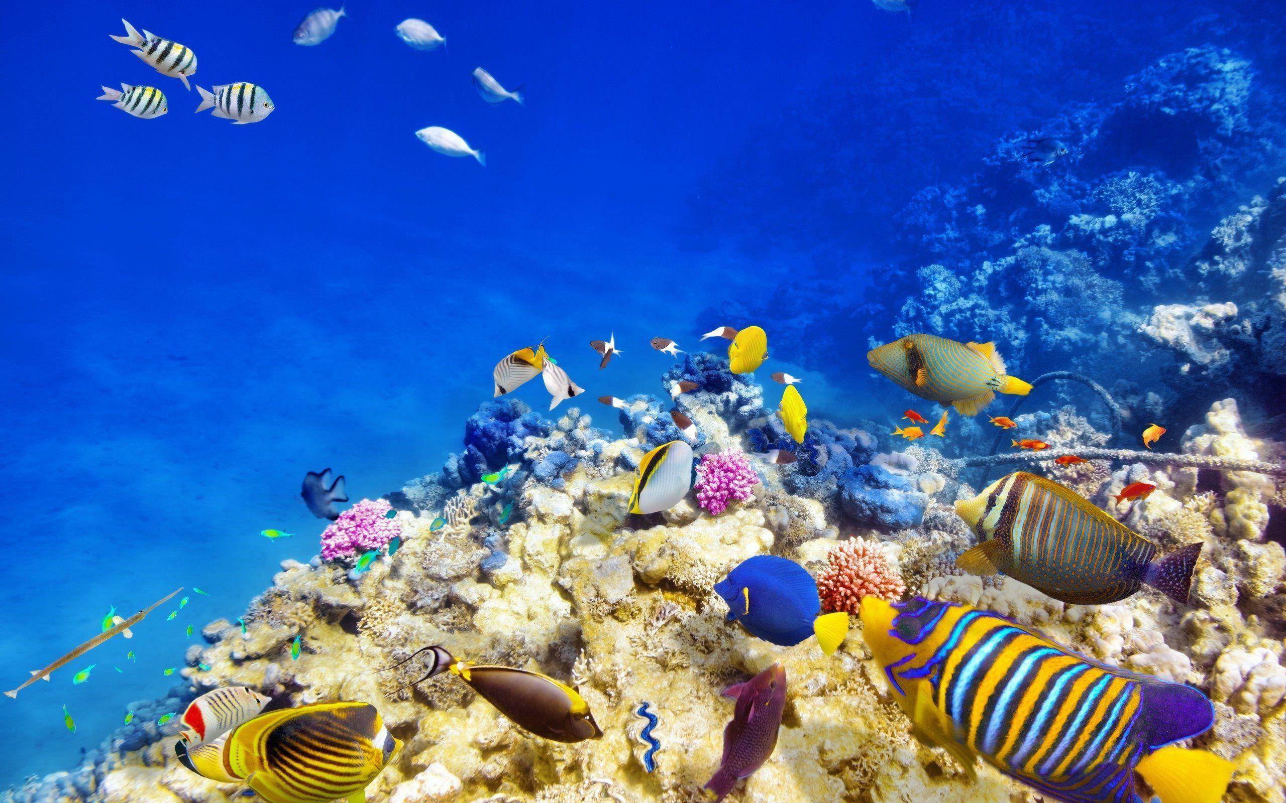 Beautiful Underwater Wallpapers - Top Free Beautiful Underwater ...