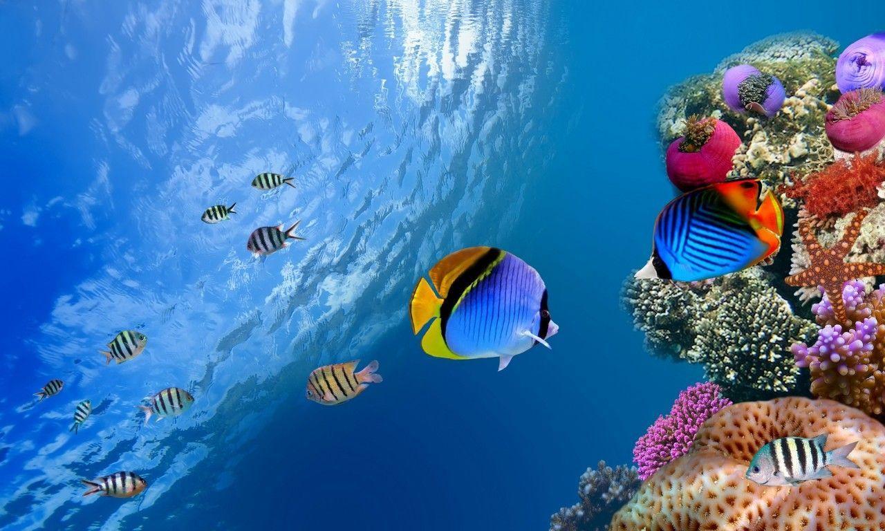 Colorful Fish Wallpapers - Top Những Hình Ảnh Đẹp
