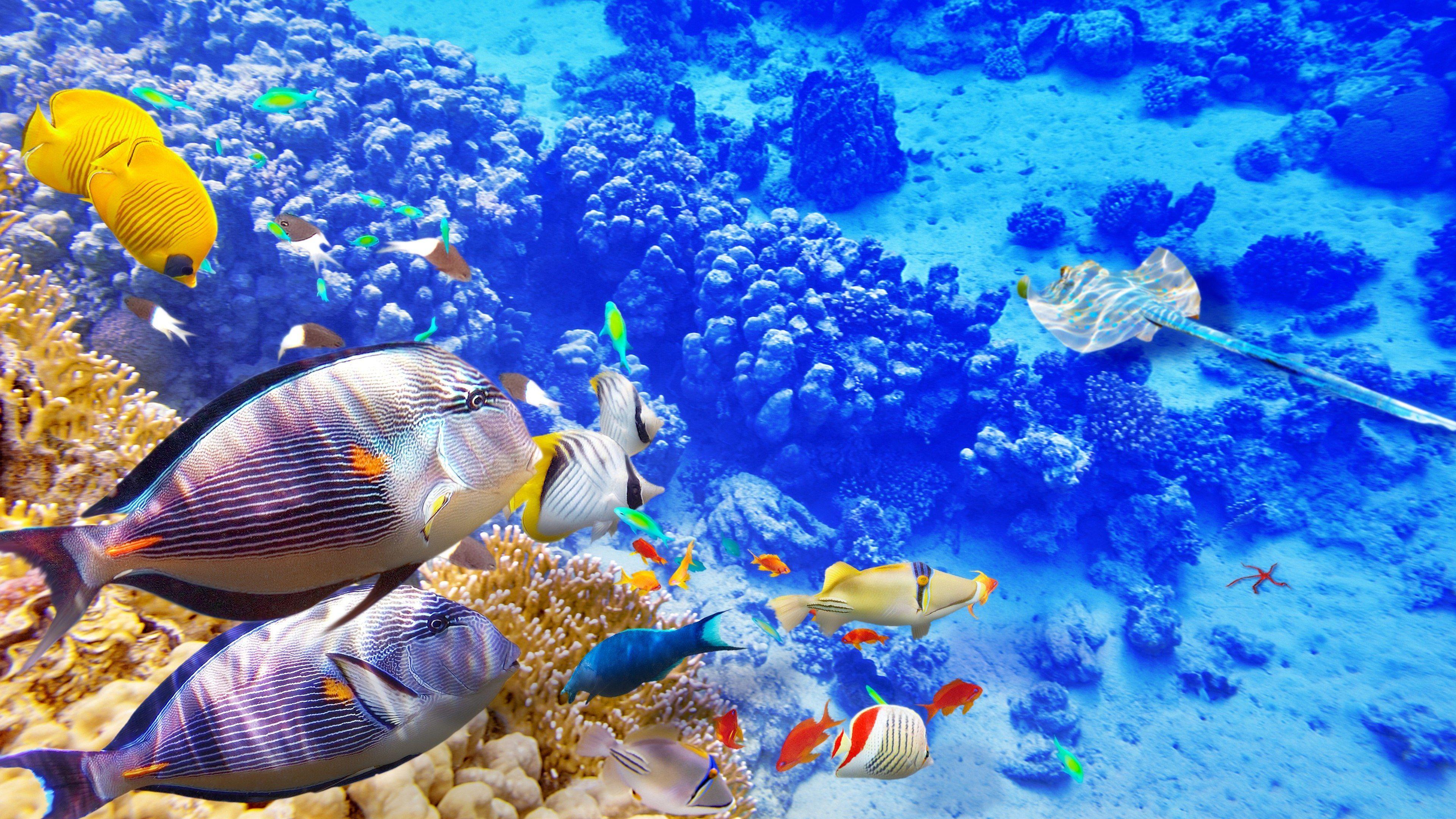 Beautiful Tropical Underwater Wallpapers - Top Free Beautiful Tropical ...