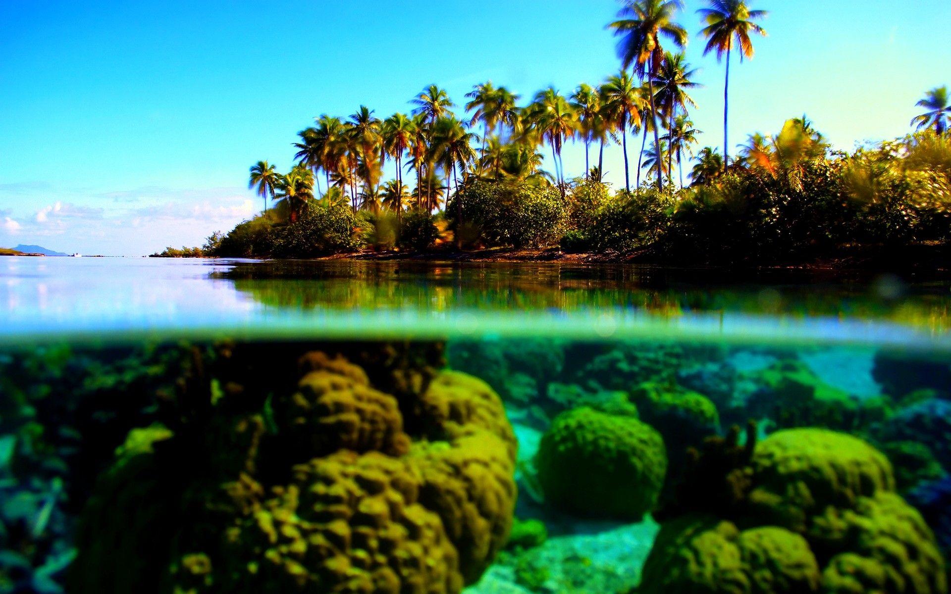 Tropical Underwater Wallpapers - Top Free Tropical Underwater ...