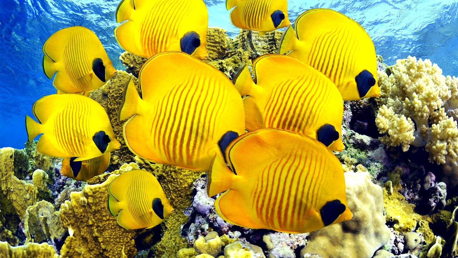 Beautiful Tropical Underwater Wallpapers - Top Free Beautiful Tropical ...