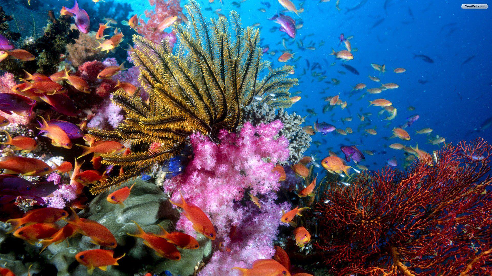 Beautiful Tropical Underwater Wallpapers - Top Free Beautiful Tropical ...