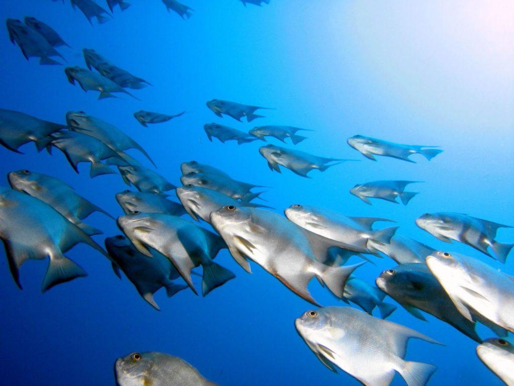 Deep Sea Wallpapers - Top Free Deep Sea Backgrounds - WallpaperAccess