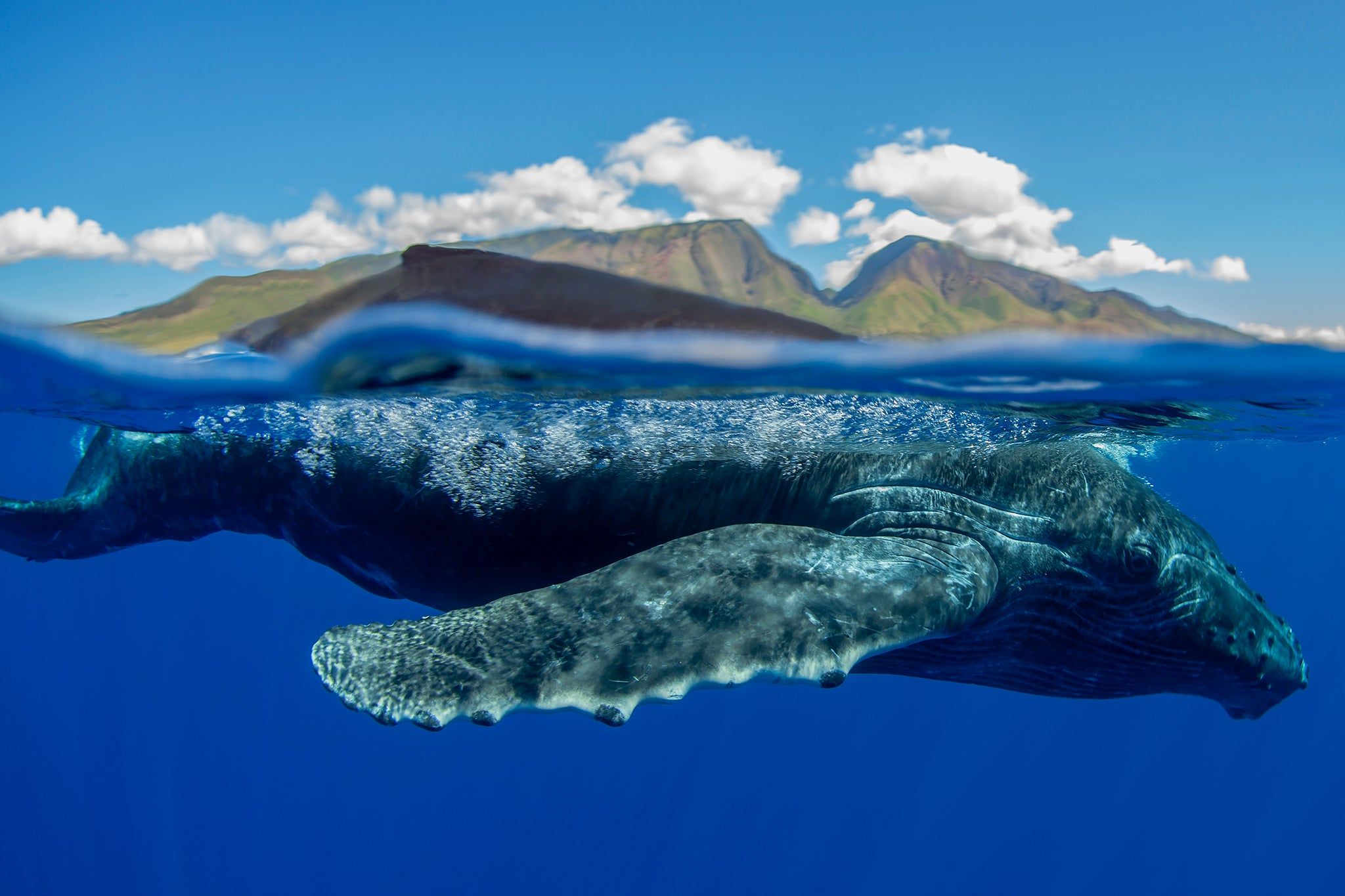 Te Fiti Wallpapers - Top Free Te Fiti Backgrounds - WallpaperAccess