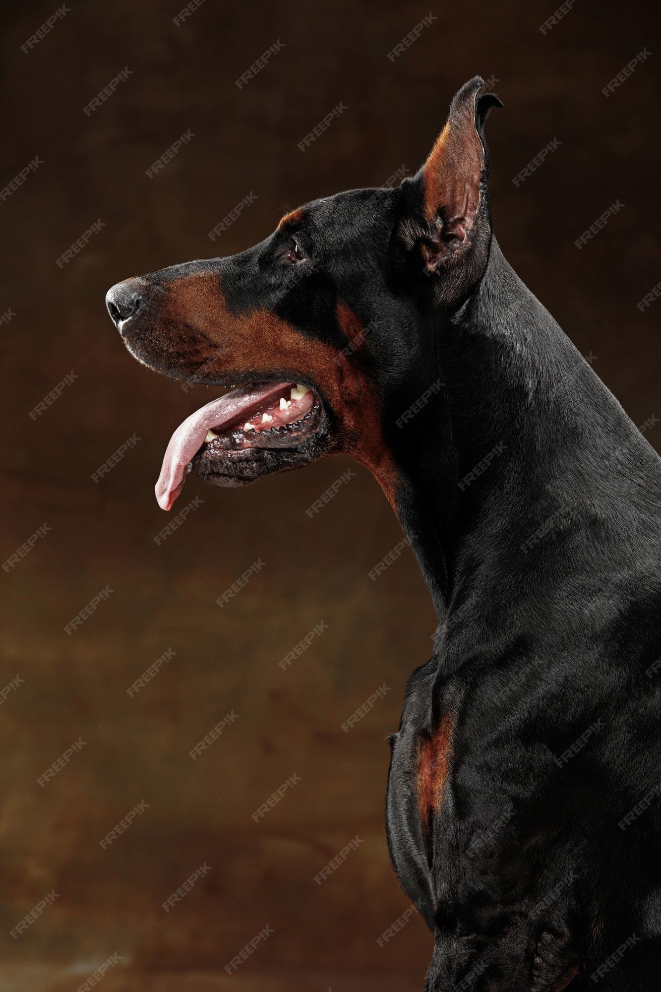Doberman iPhone Wallpapers - Top Free Doberman iPhone Backgrounds ...