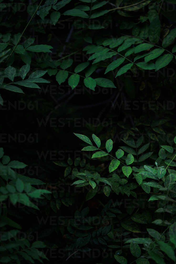 Fresh Green Wallpapers - Top Free Fresh Green Backgrounds - WallpaperAccess