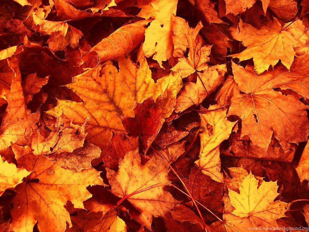 Fall Leaves Wallpapers - Top Free Fall Leaves Backgrounds - WallpaperAccess