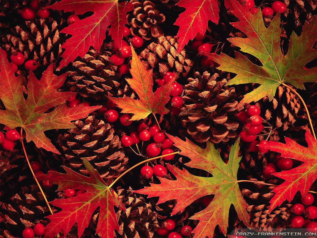 Fall Leaves Wallpapers - Top Free Fall Leaves Backgrounds - WallpaperAccess