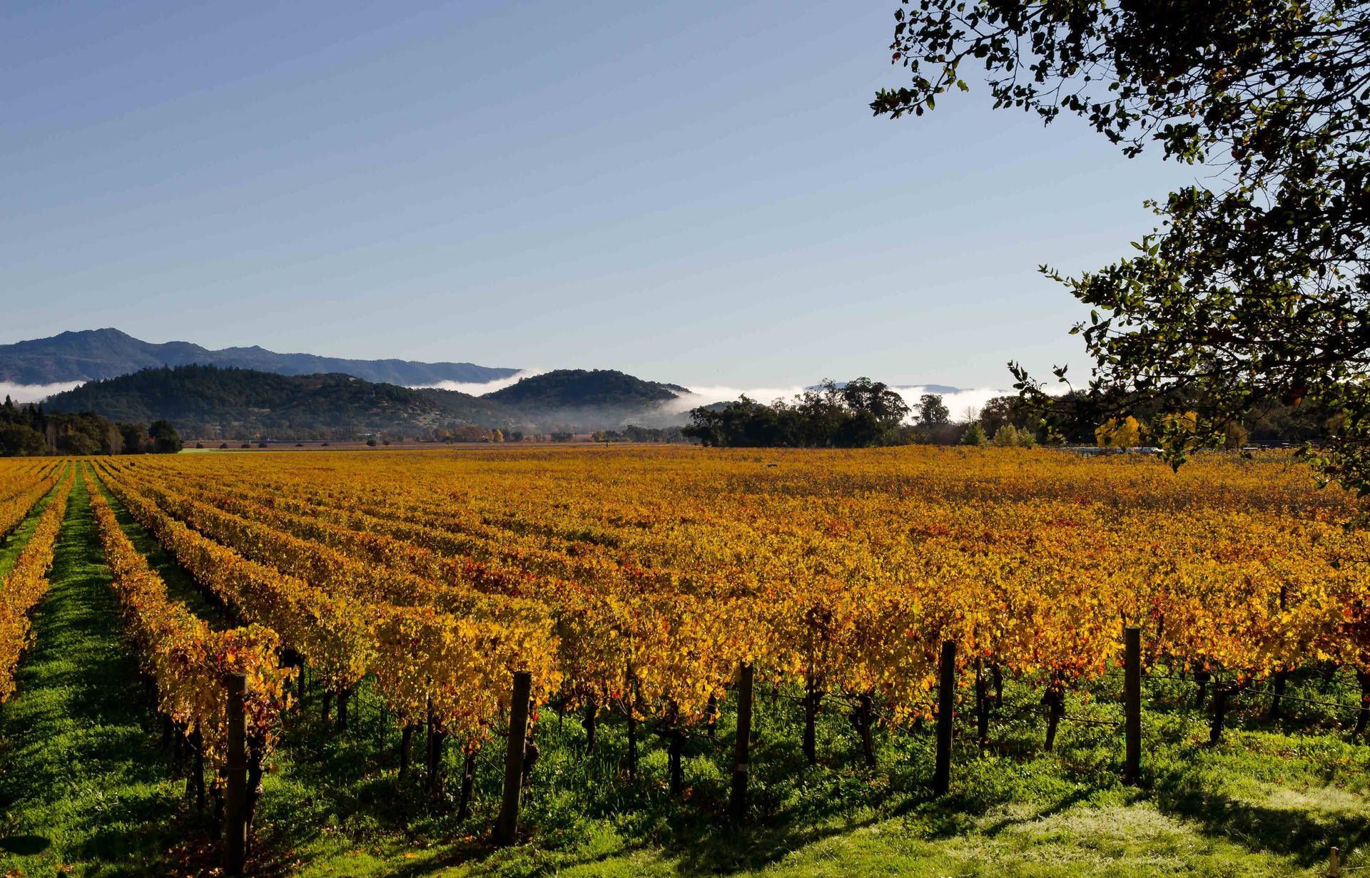 Napa Valley Wallpapers - Top Free Napa Valley Backgrounds - WallpaperAccess